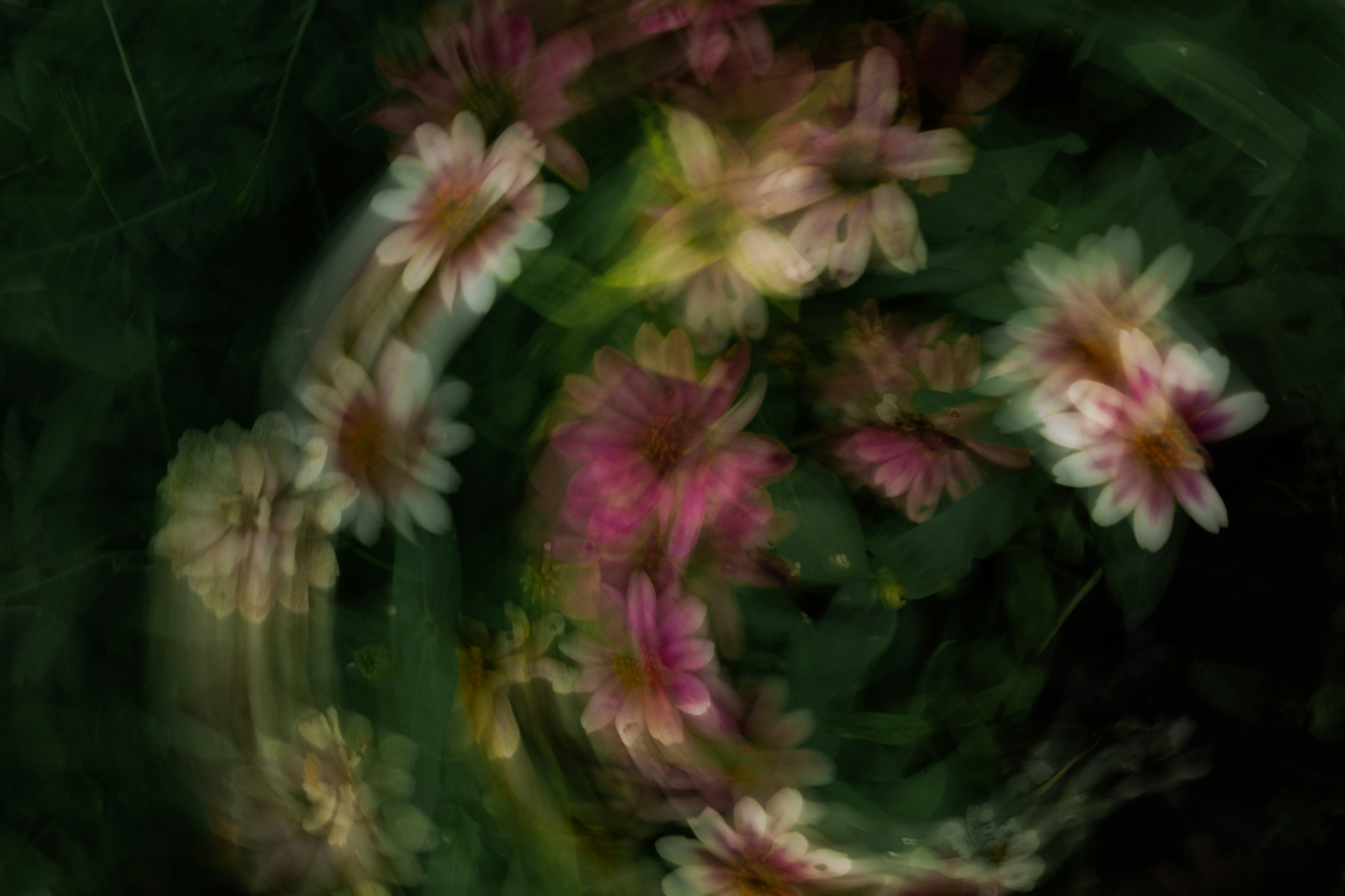 Swirling Petal Garden in Soft Focus Vignette