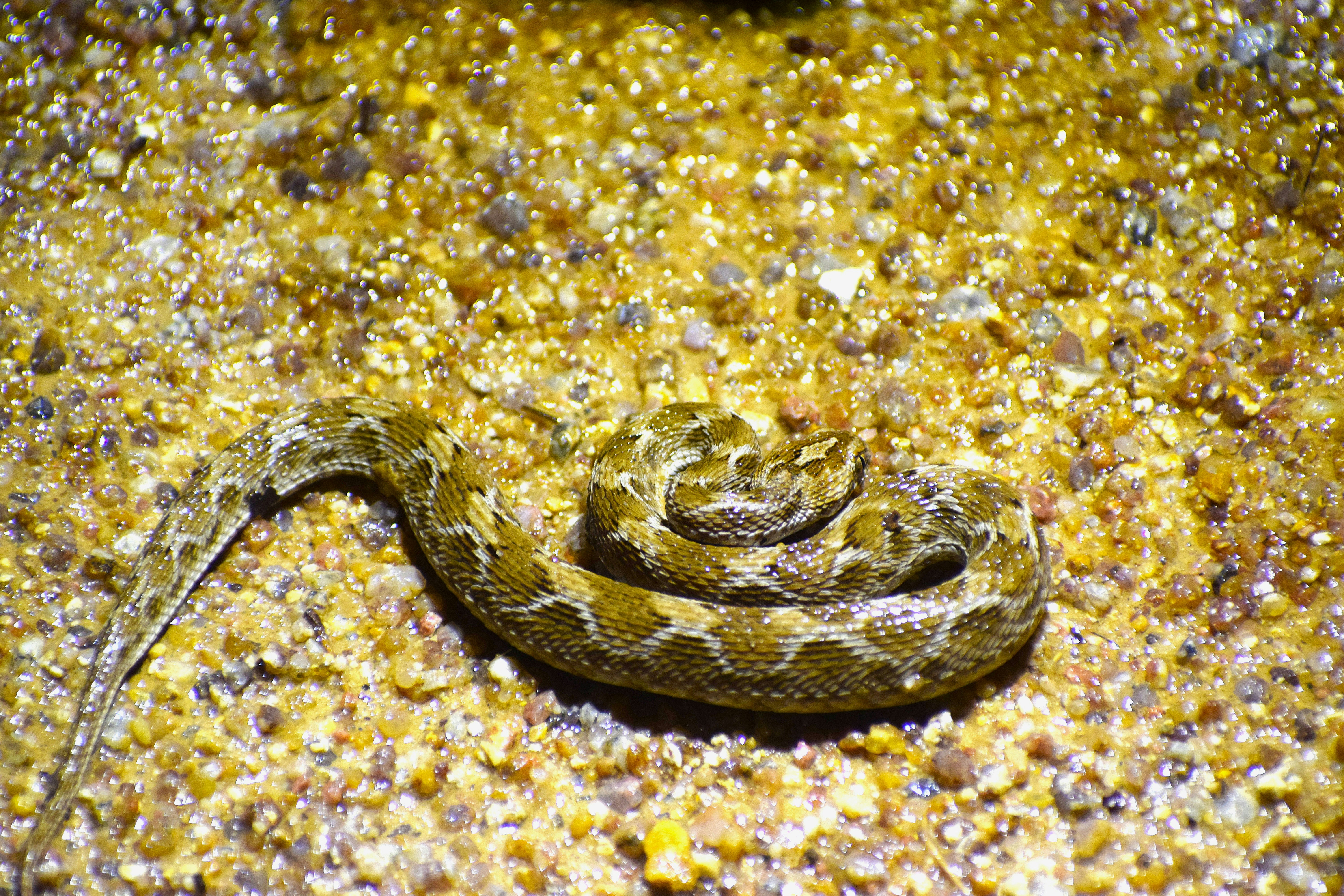 Coiled Viper on Gravel Bed: Subtle Stripes Meet Sandy Gold