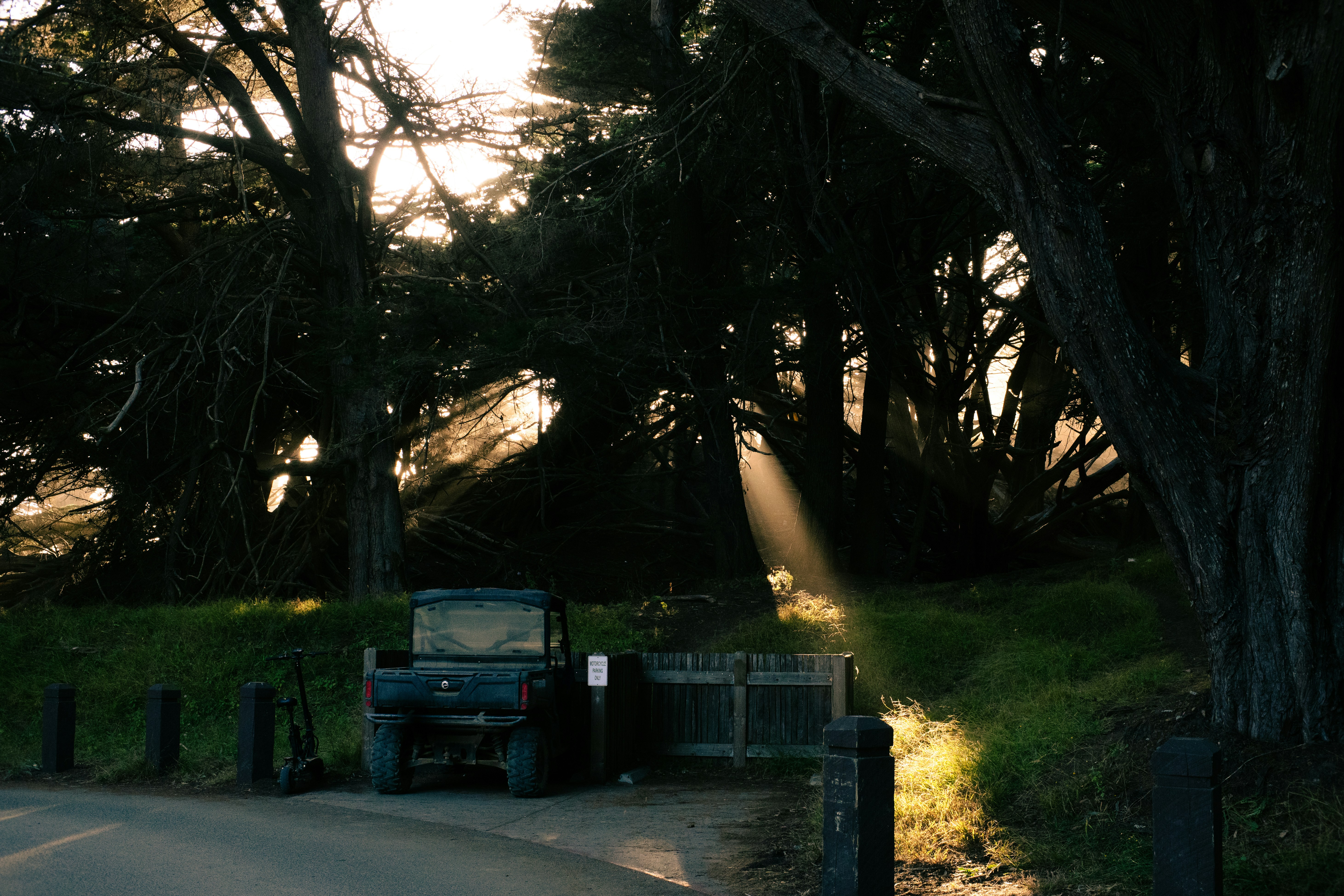 Sunlit Clearing by the Parking Lot