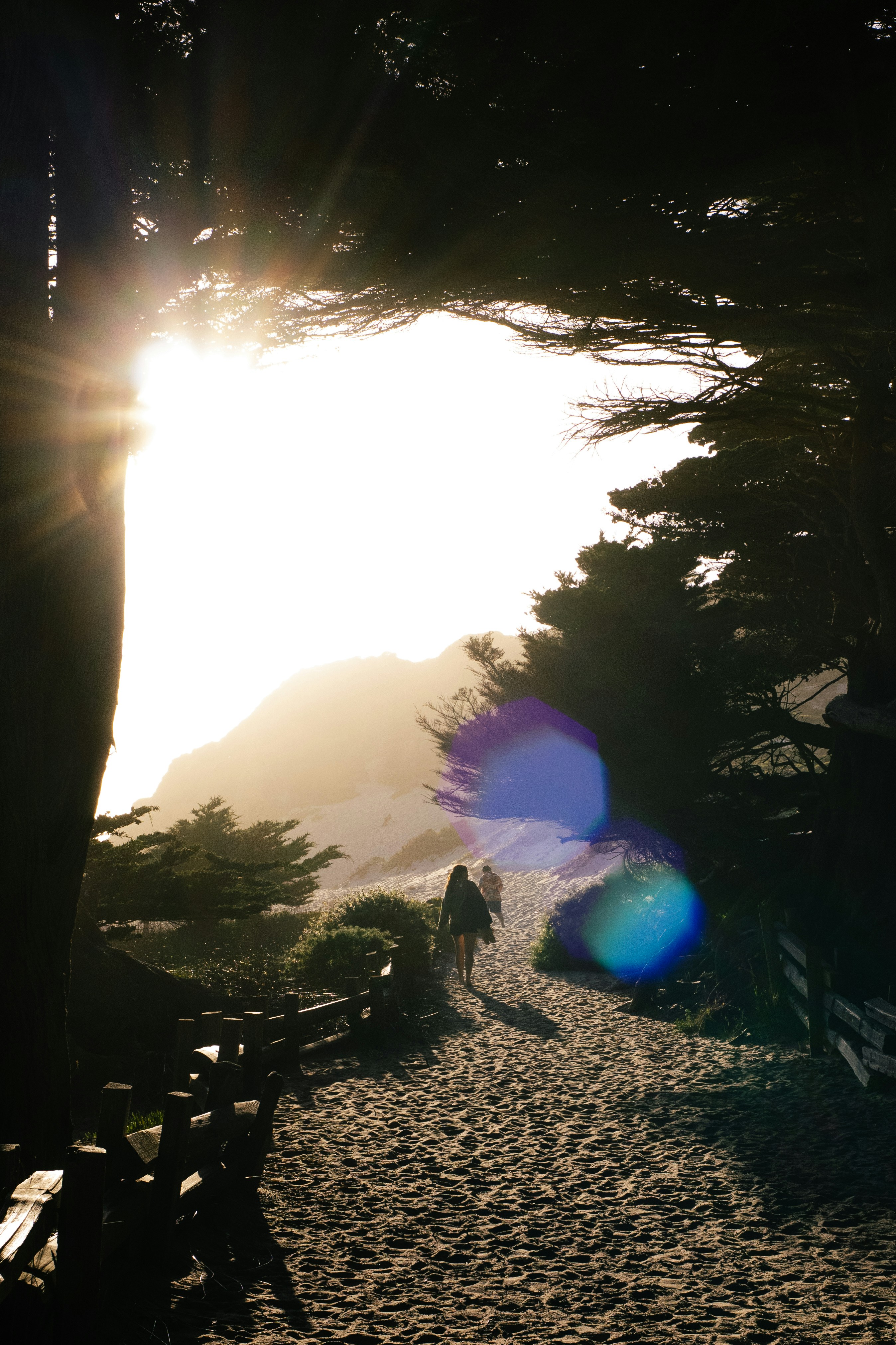 Sunlit Path Through Silent Pines