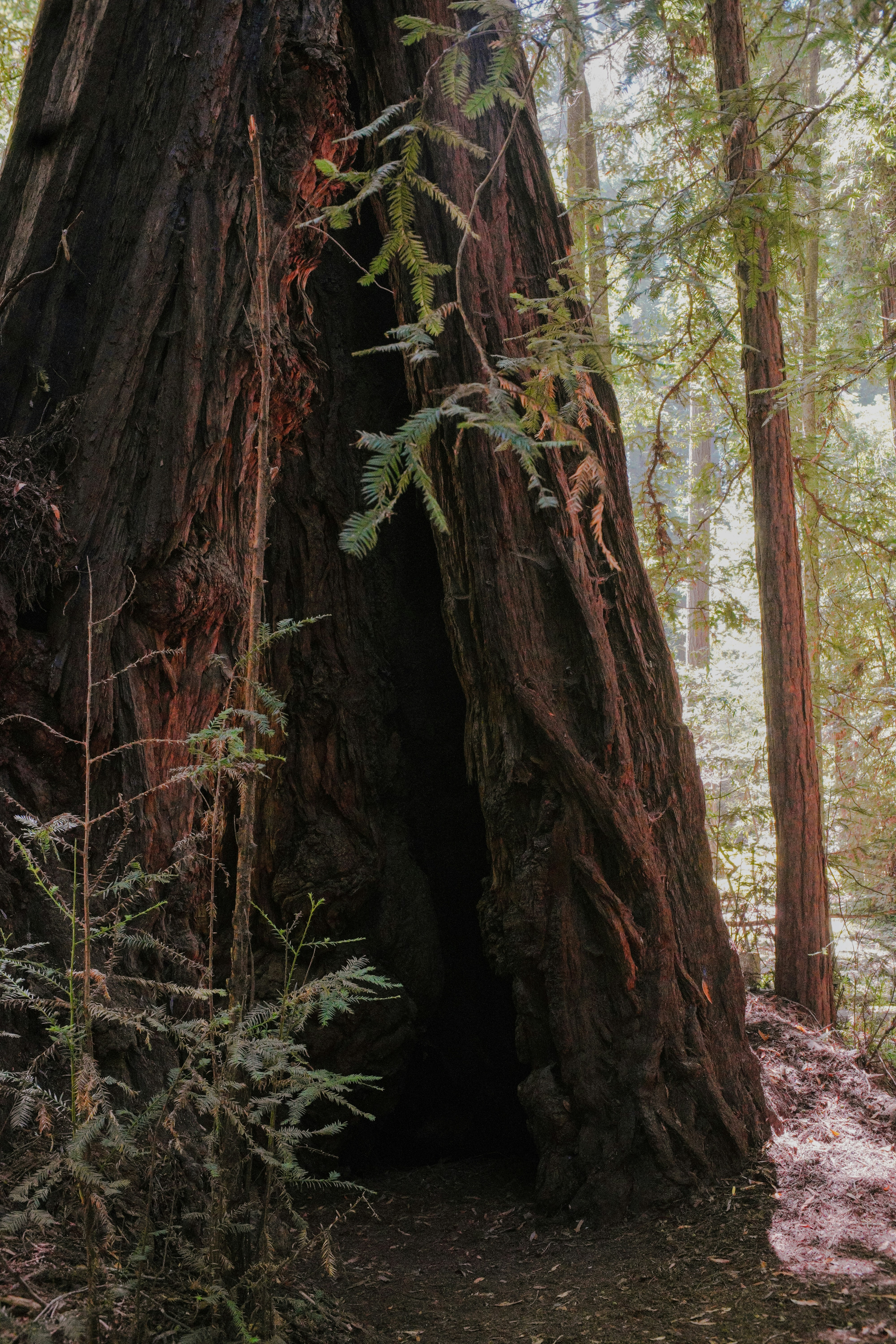 The Dark Grotto of the Redwood Trunk