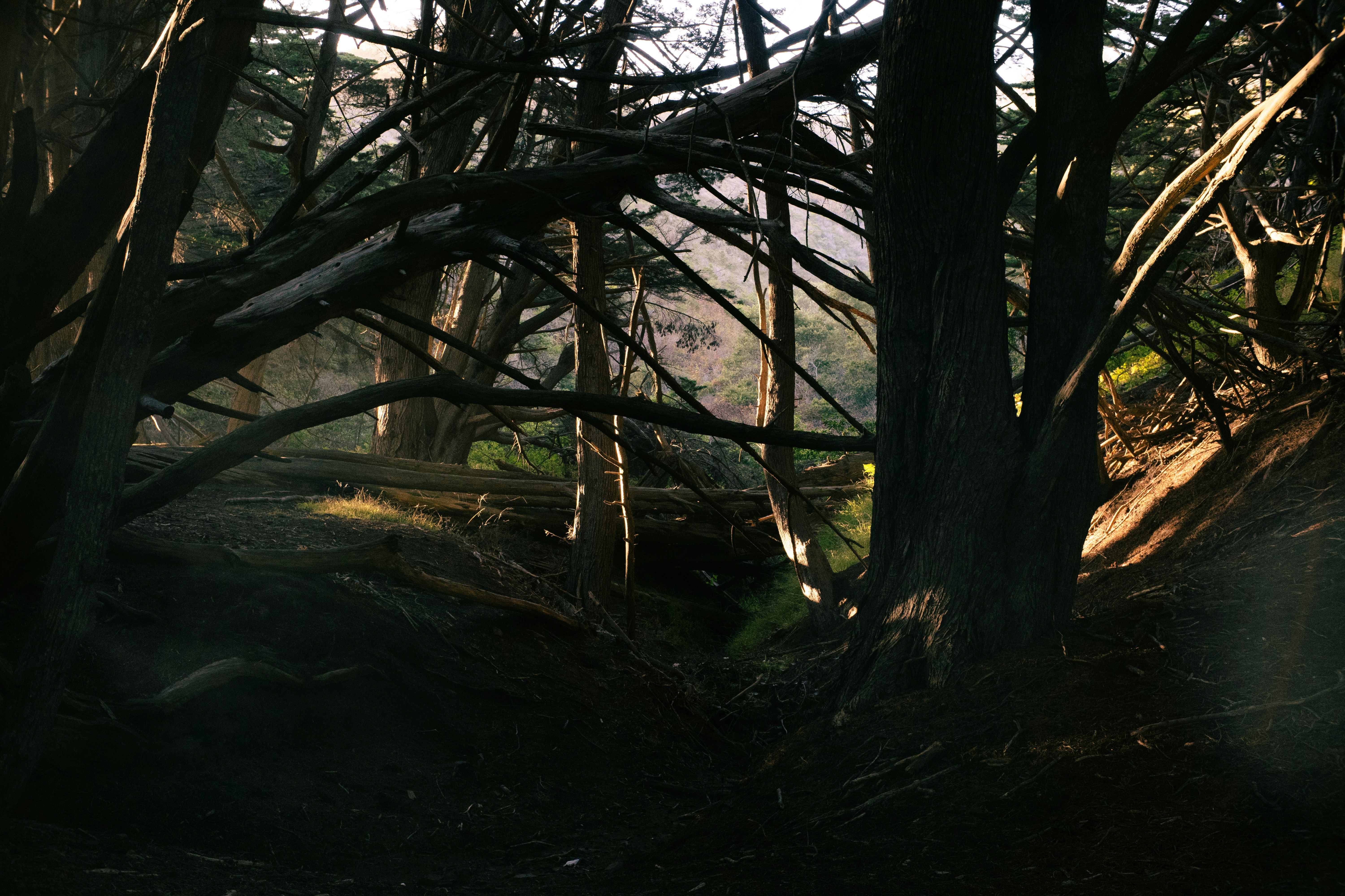 Sunlit Gaps Through Ancestral Branches
