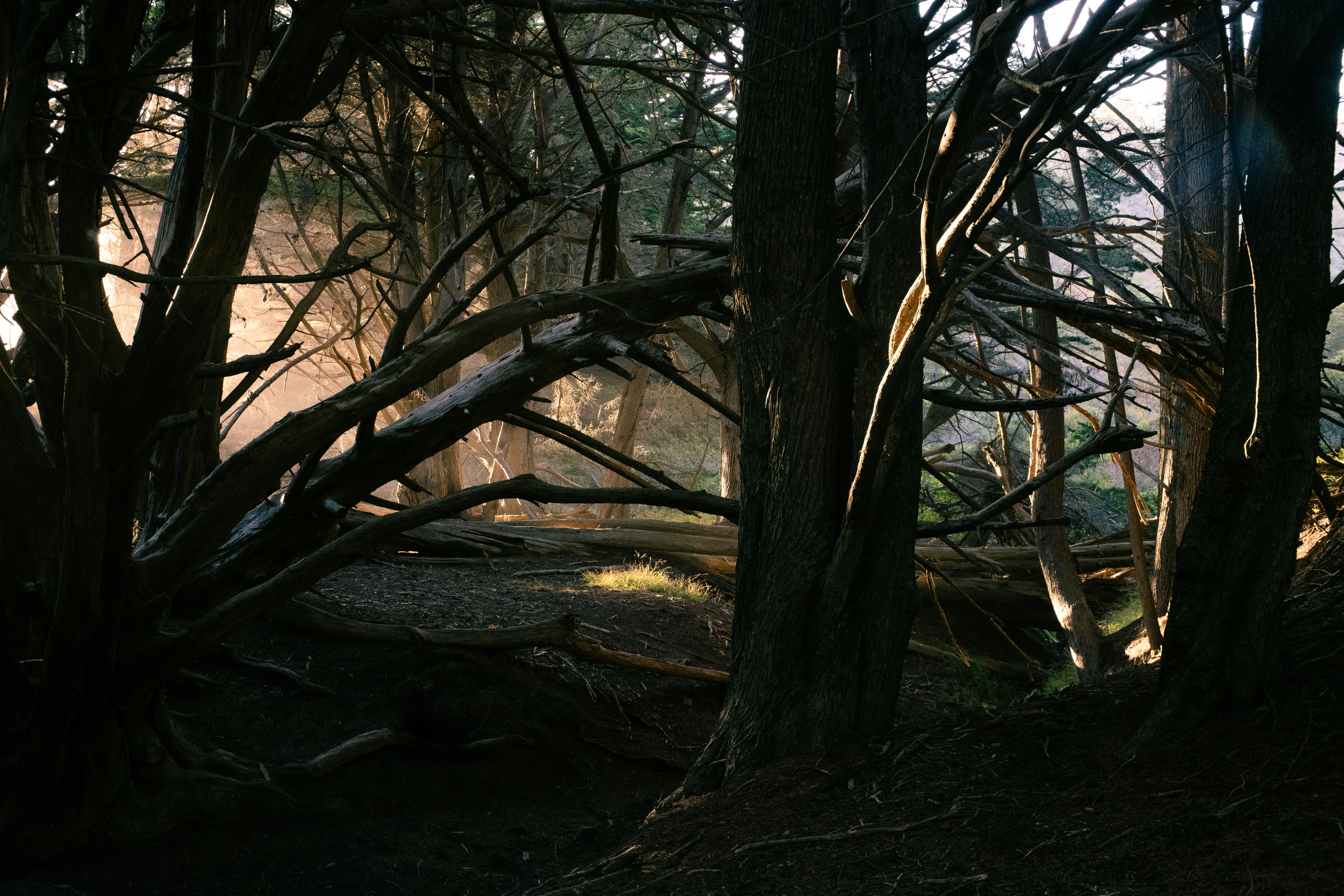 Rooted Light: A Quiet Clearing Beneath the Tangle of Fallen Branches