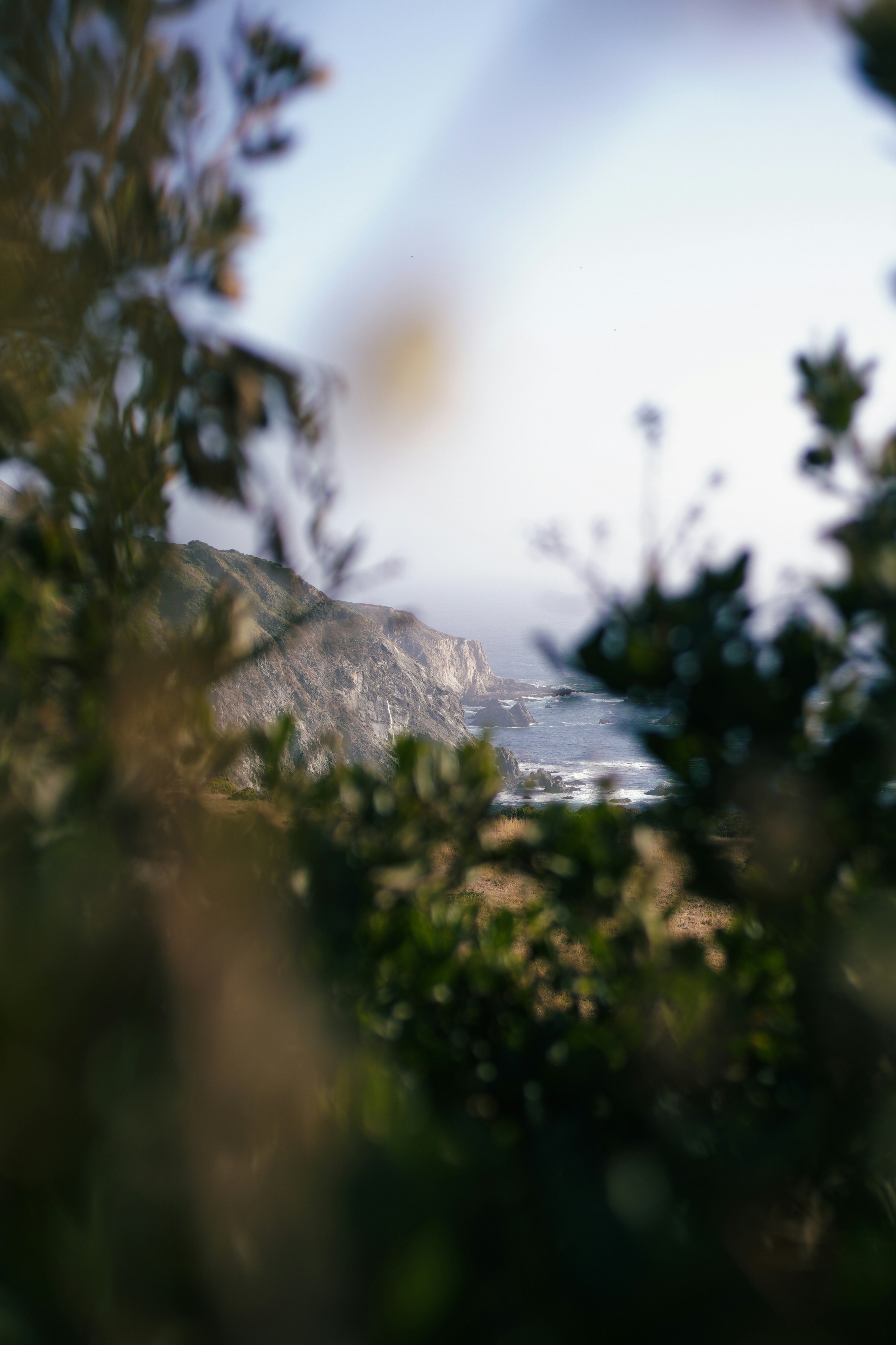 Hidden Coastline Through Framing Foliage