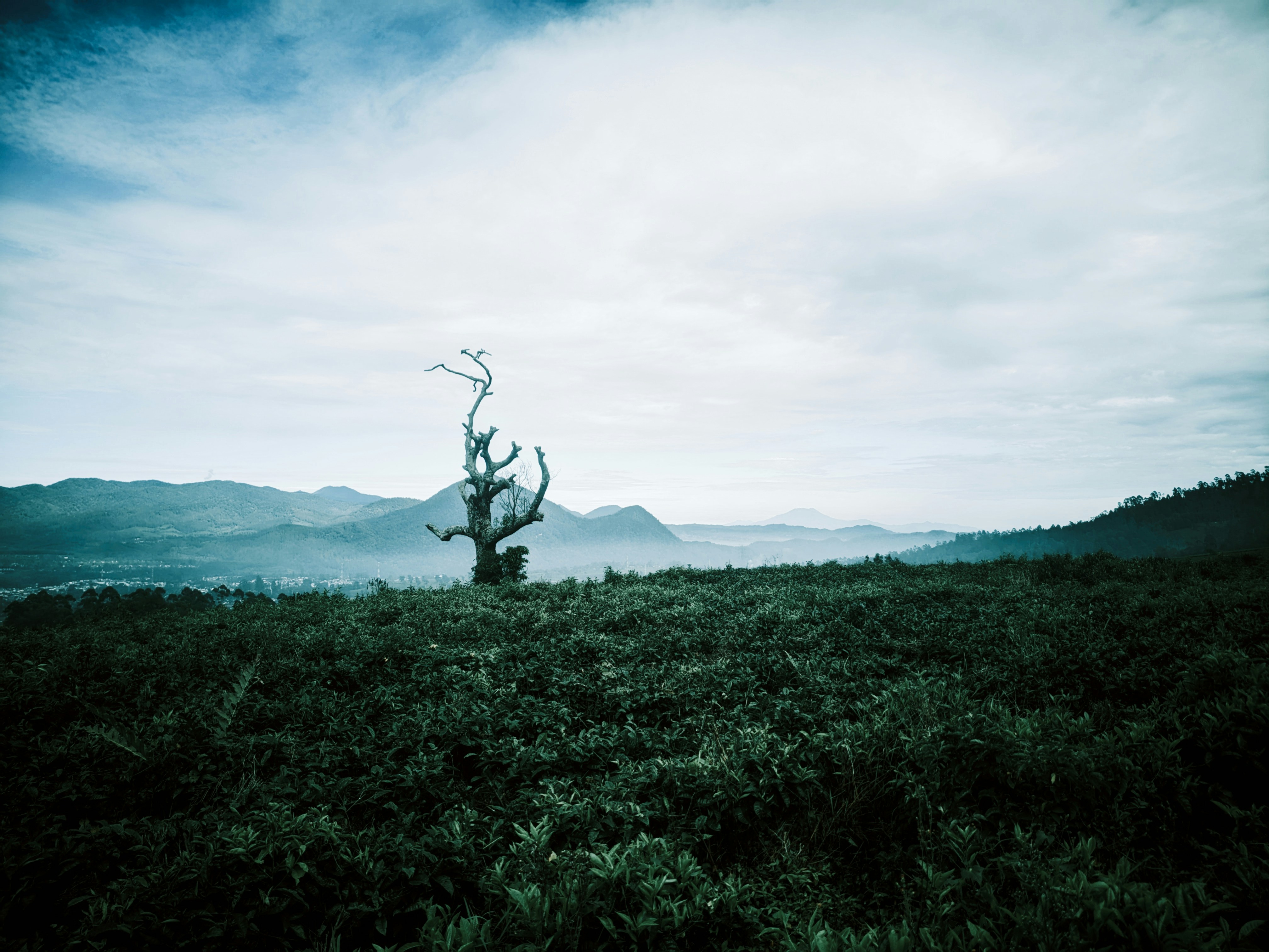 Isolated Sentinel: A Lone Tree Standing Over a Sea of Green