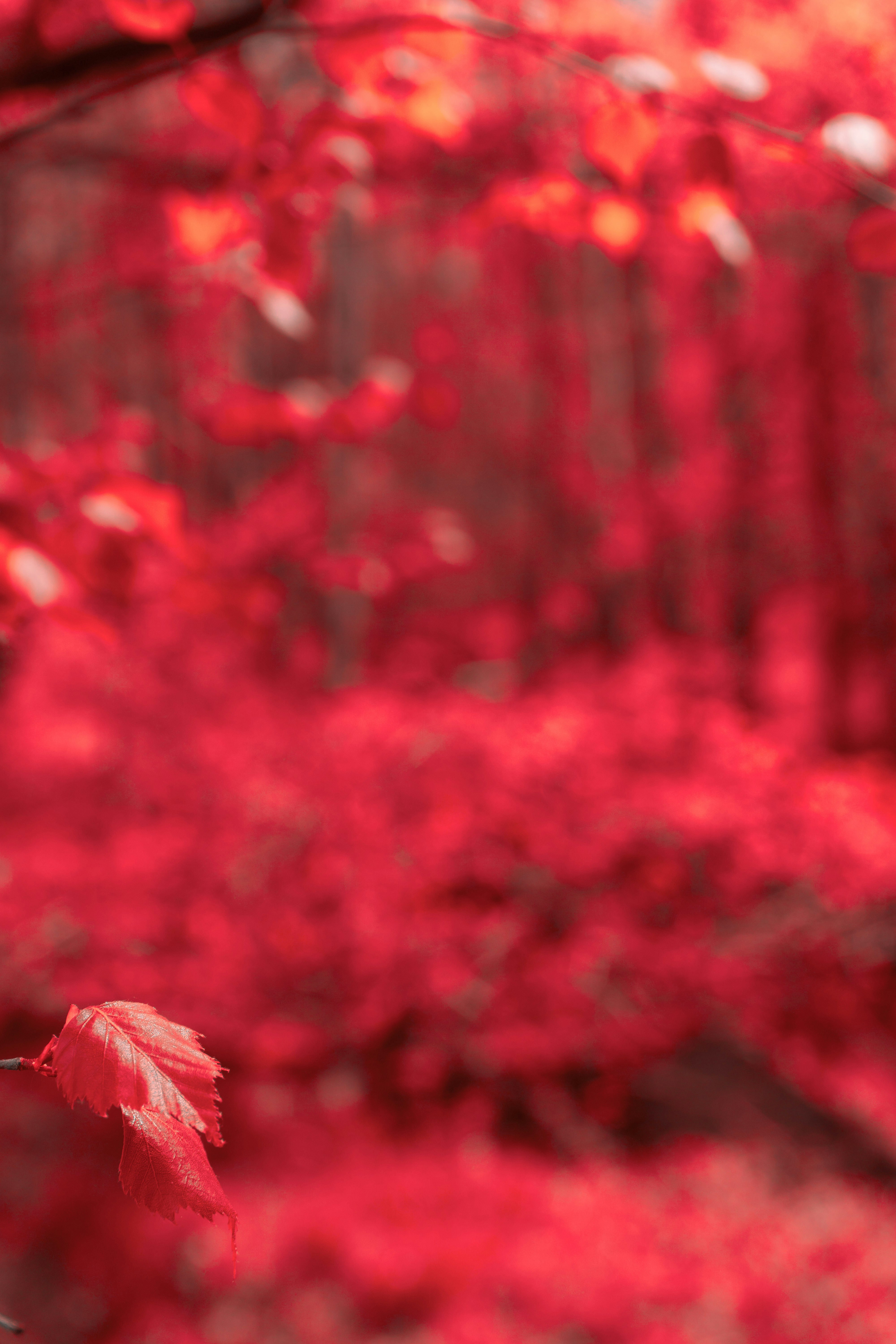 A blurred red-toned scene dominated by foliage, with a single leaf in the foreground and a bokeh background suggesting a forest in autumn red hues.