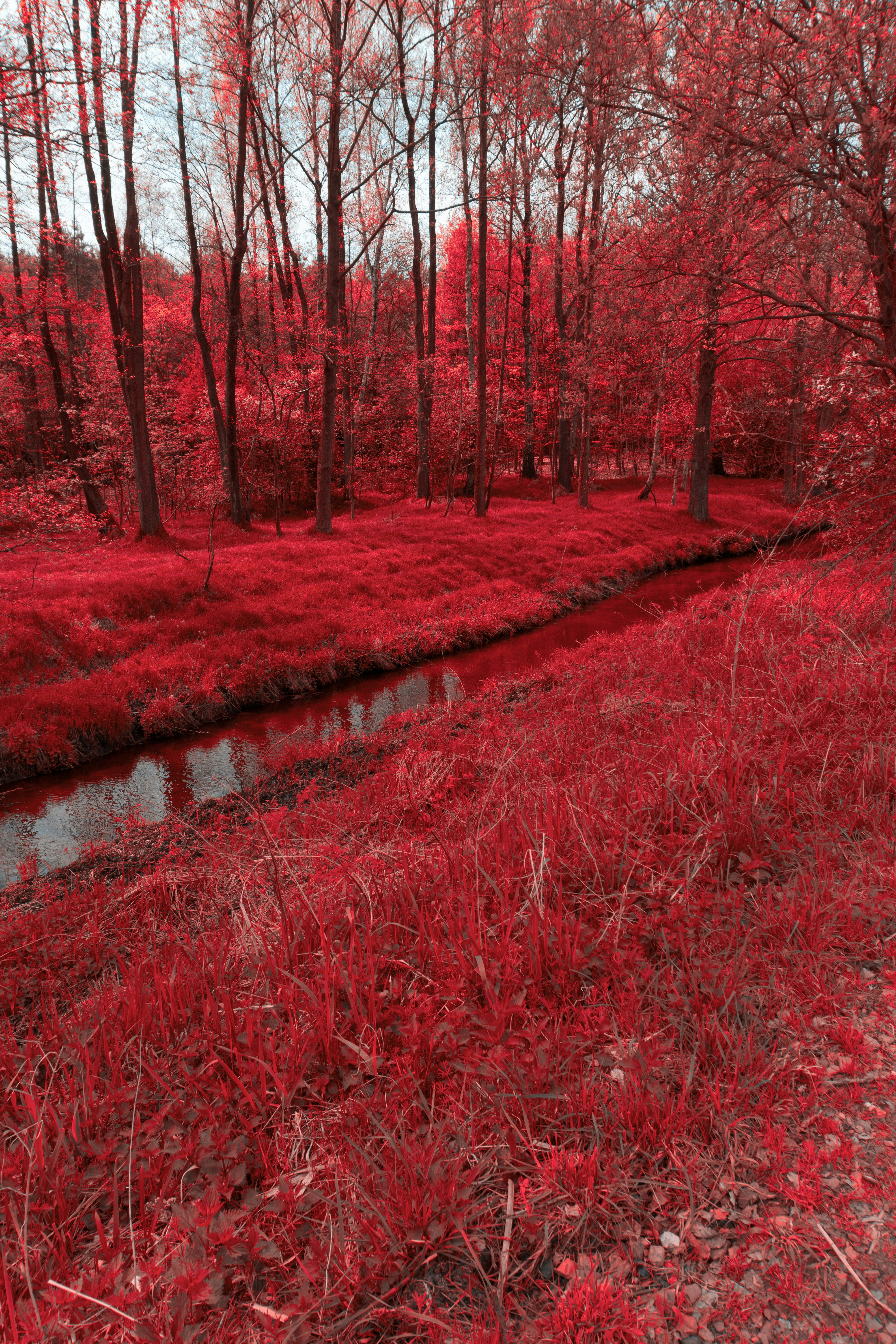 Red-tinted Riverside: A Quiet Forest River in Infrared Hue