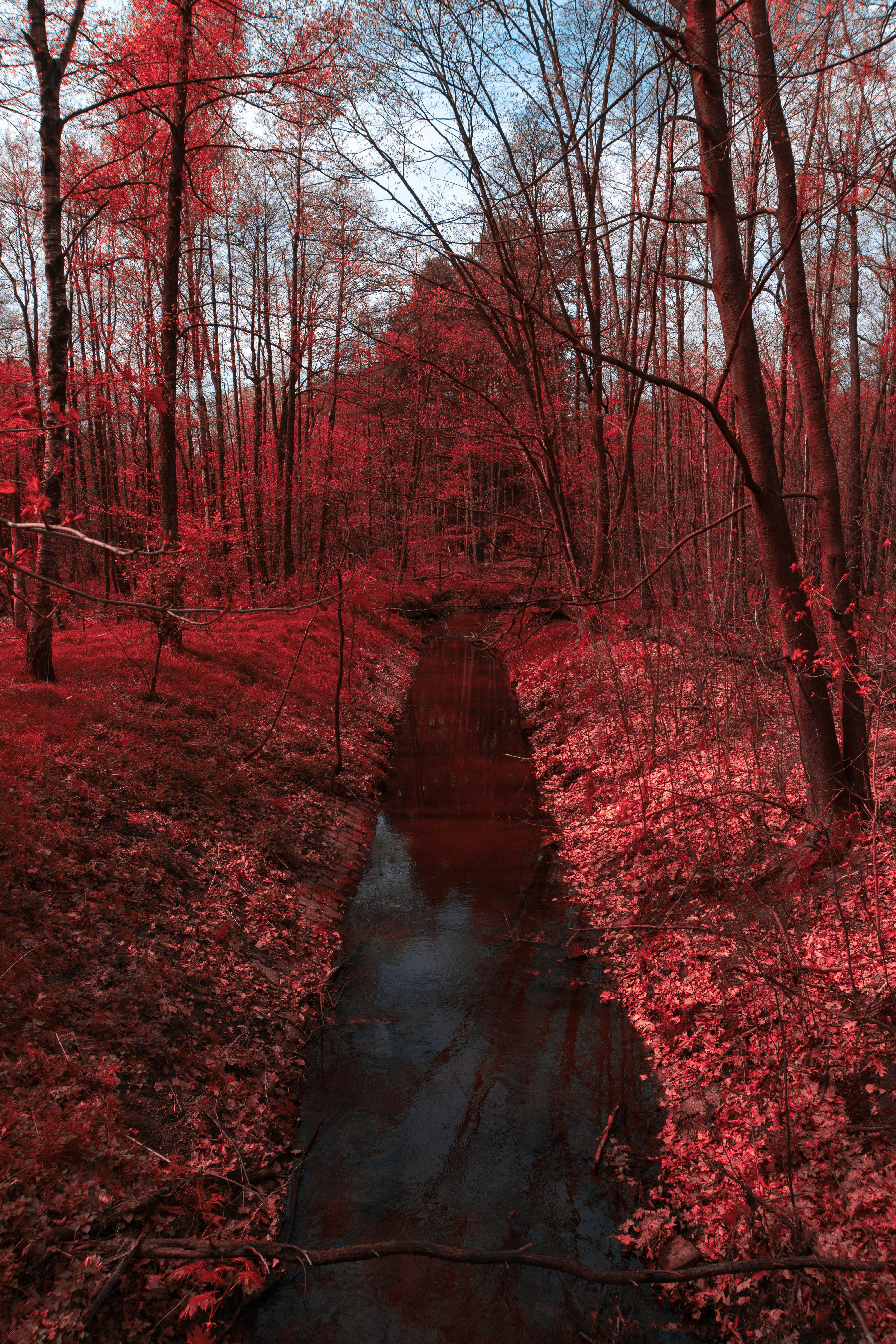 Crimson Stream Through the Silent Forest