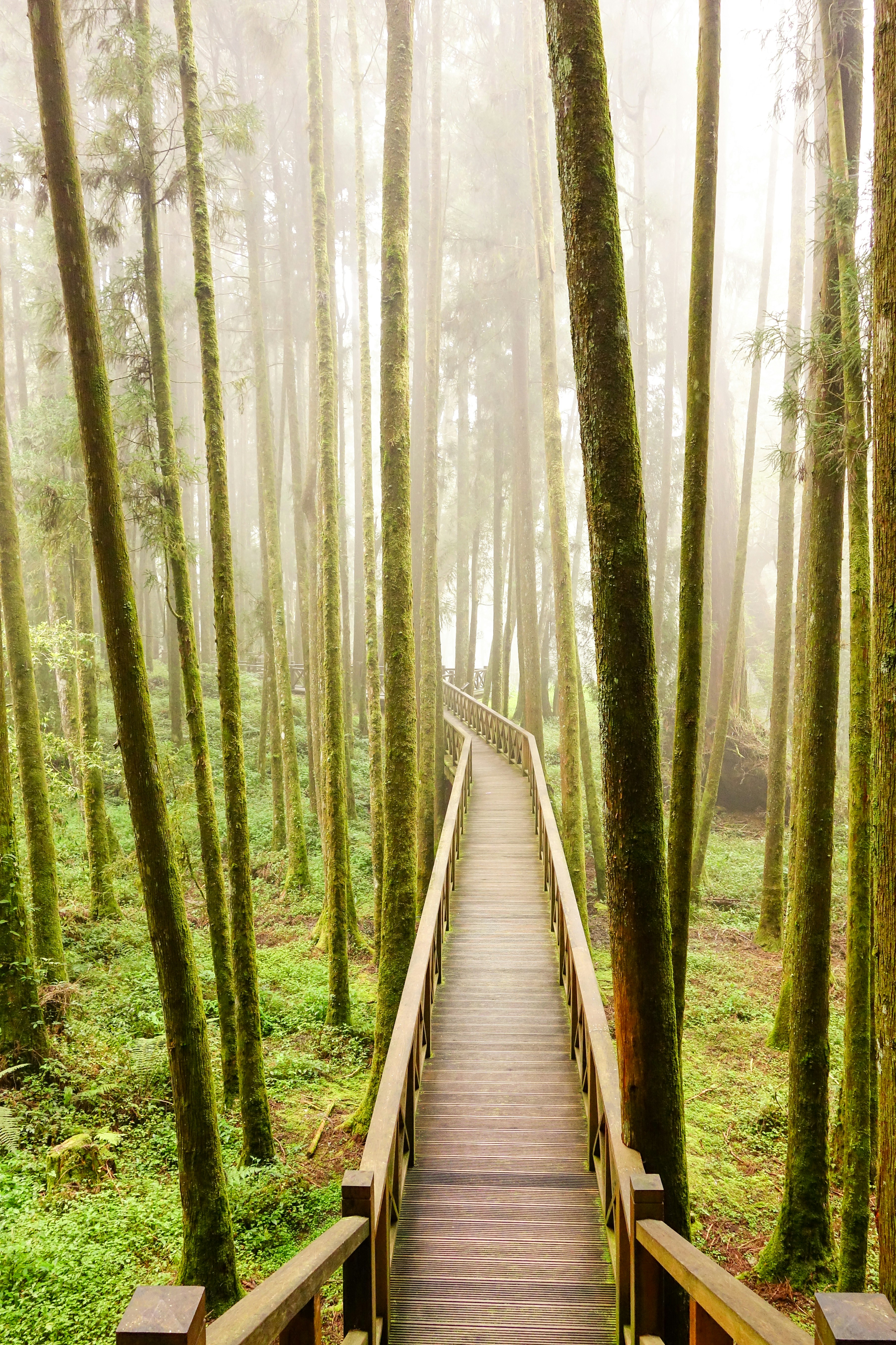 Mist-Wrapped Bridge through Verdant Columns