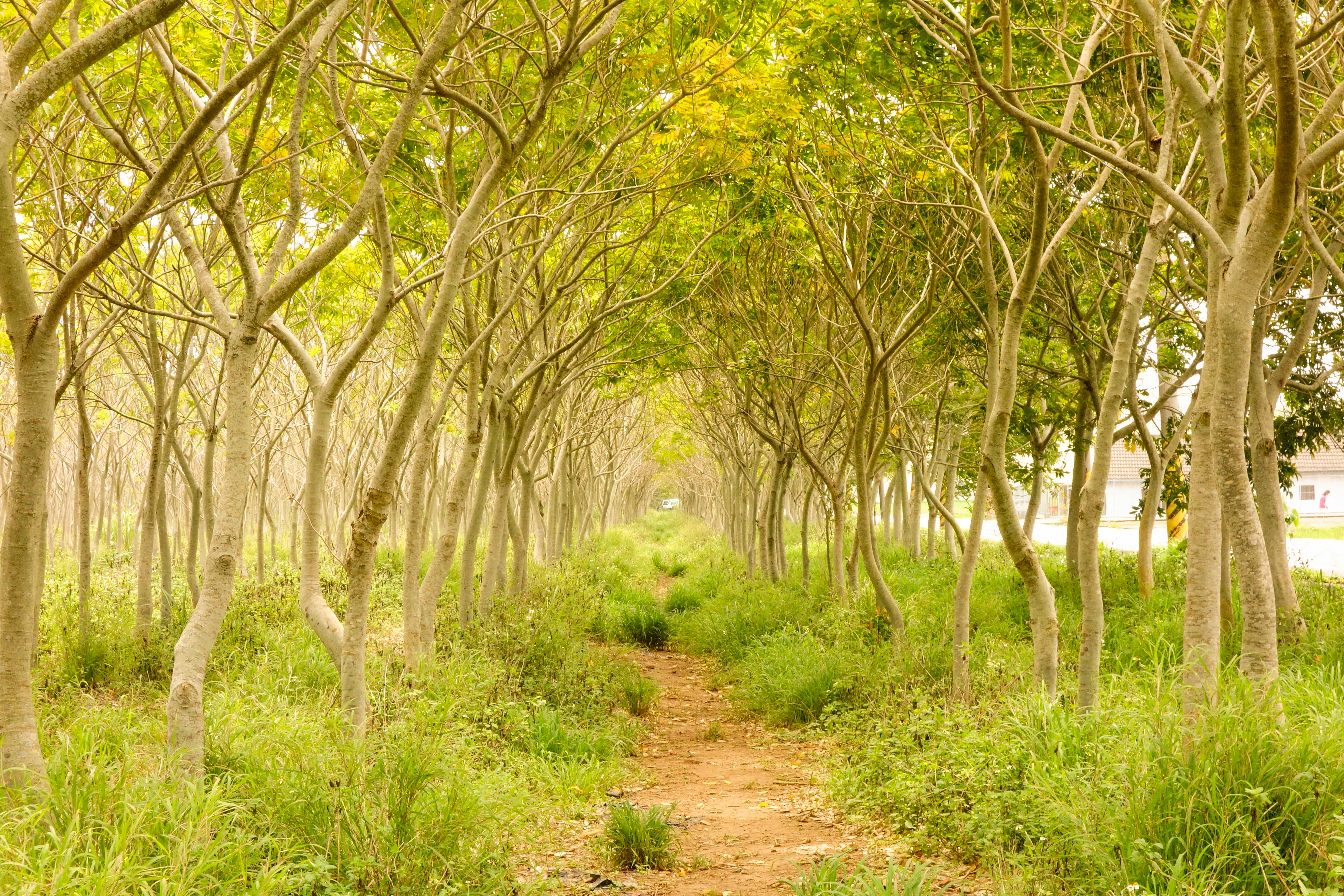 Forest Corridor: A Dappled Path Through Swaying Trees
