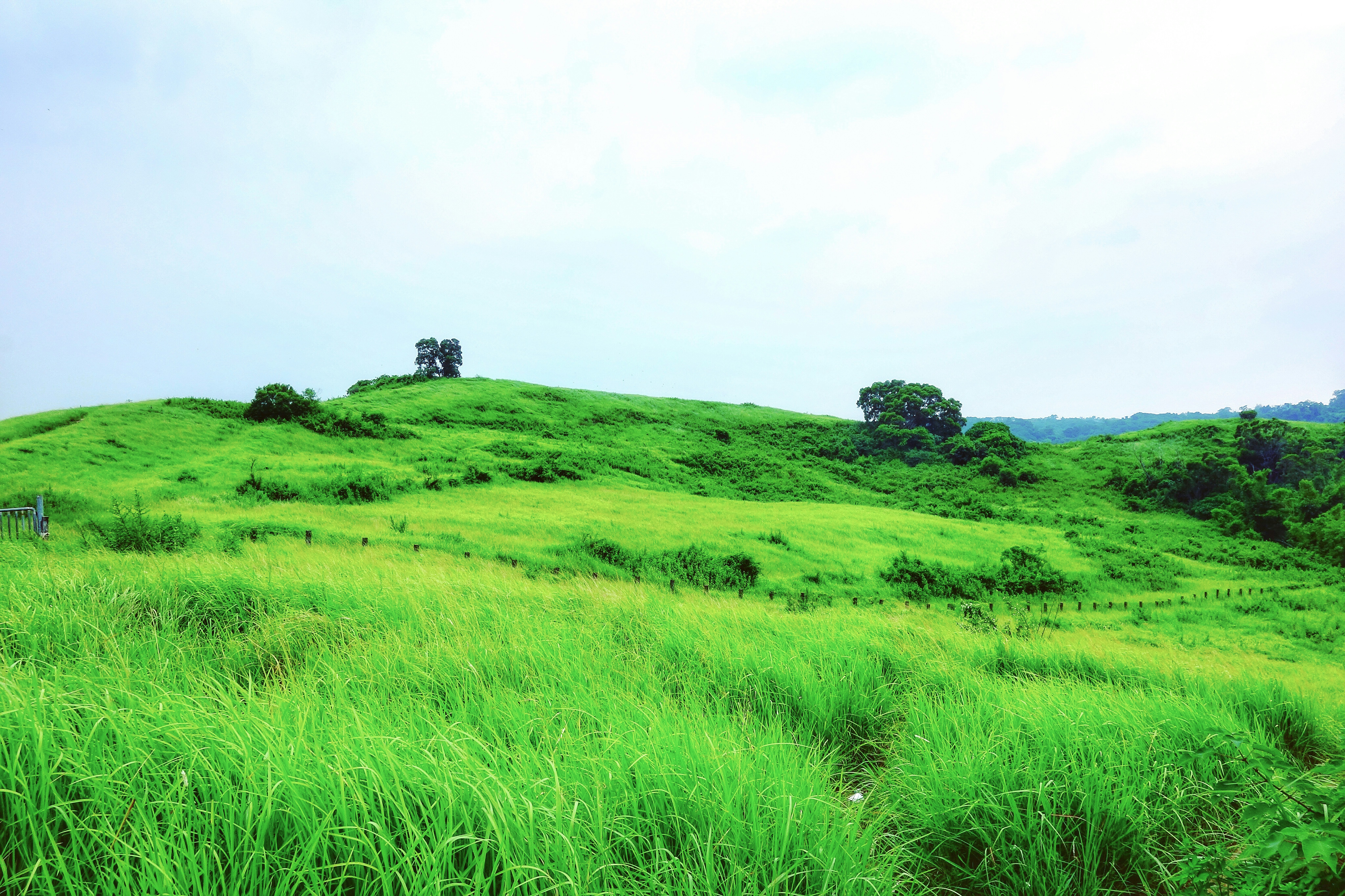 Verdant Horizon: Rolling Hills and Lone Clump of Trees