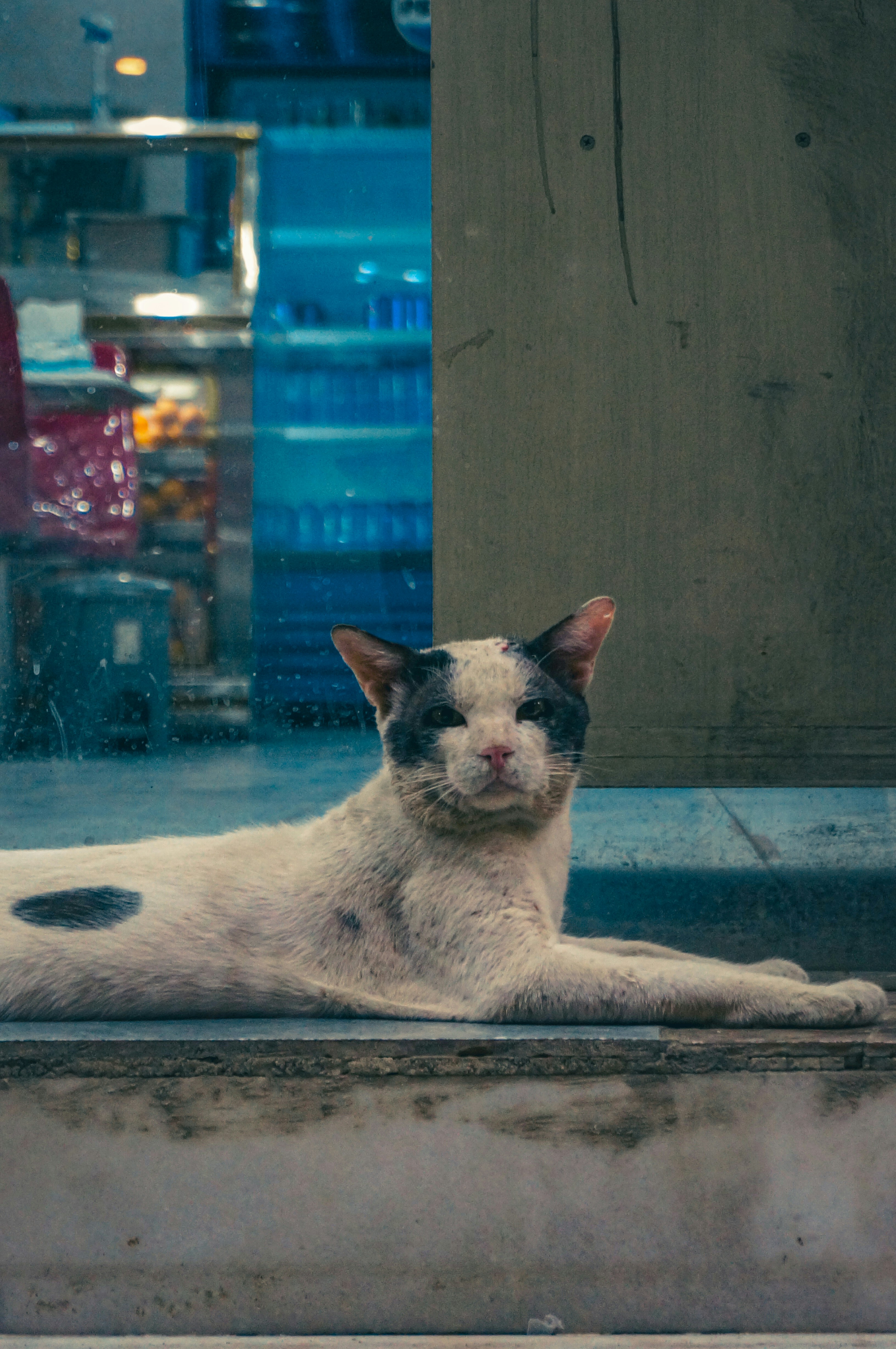 Lounge King: A Calm Cat Amid Urban Glass and Concrete