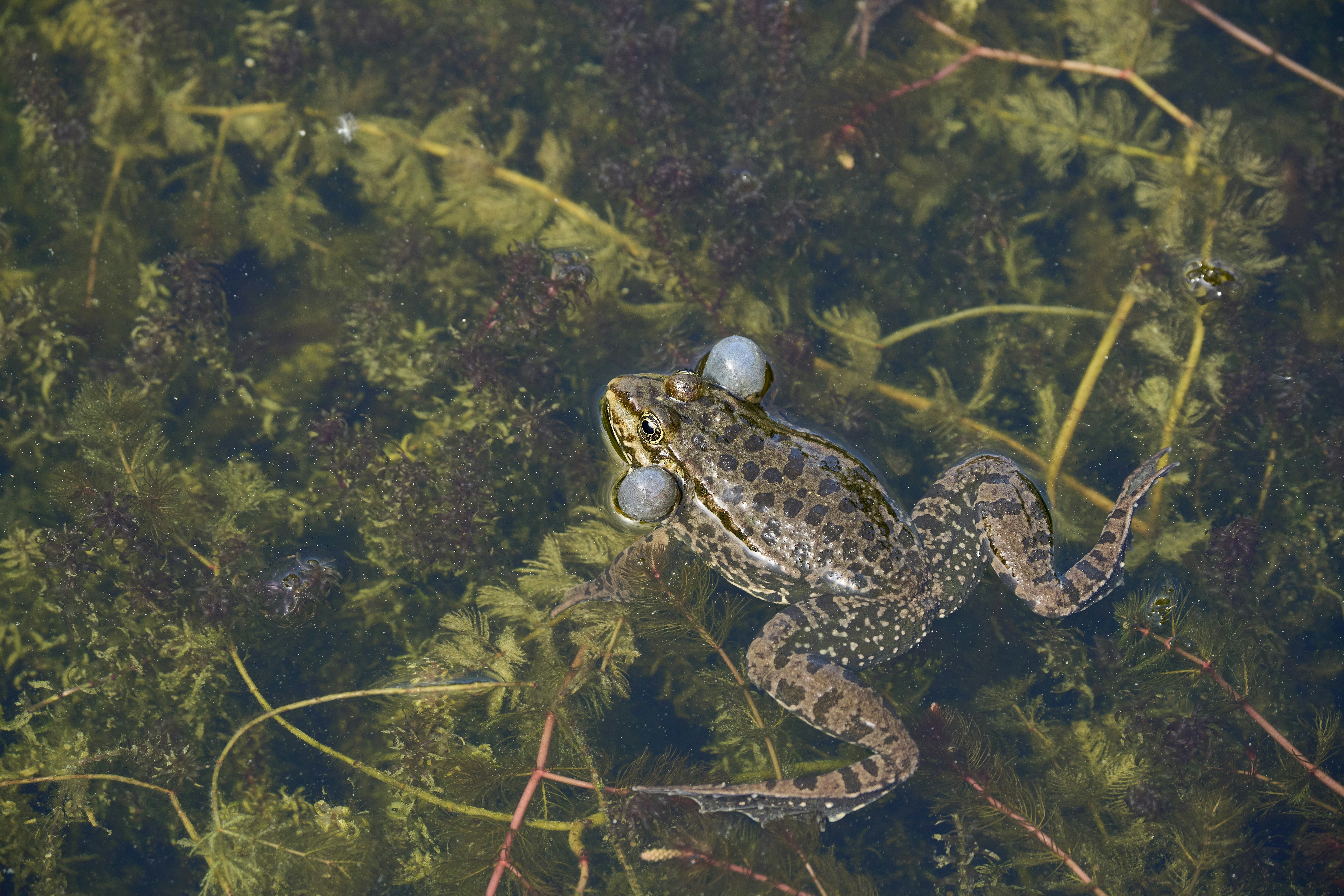 Emerald Pond Sentinel: A Marsh Frog Amid Submerged Greenery