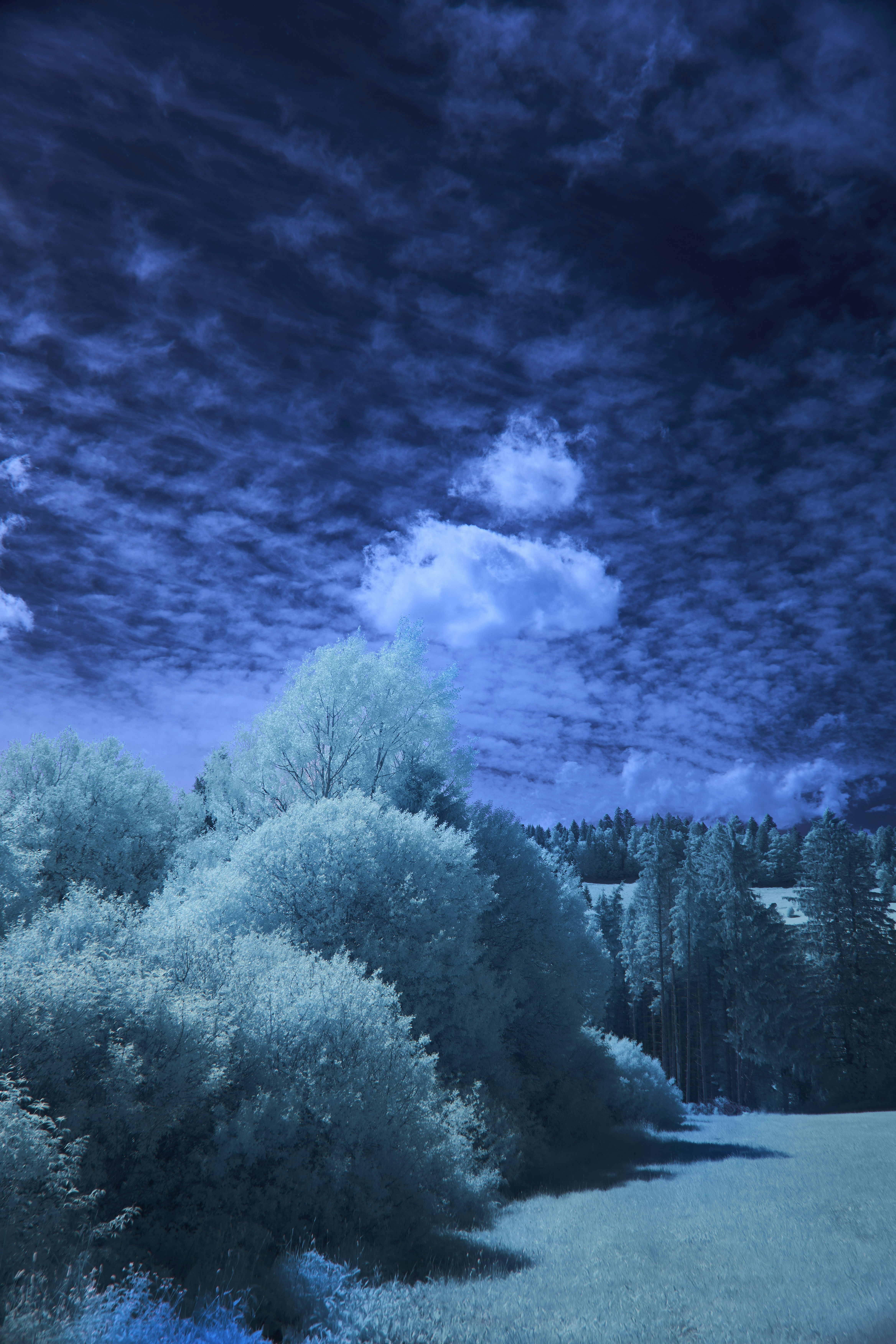 Moonlit Azure: Infrared-like forest under a dramatic sky