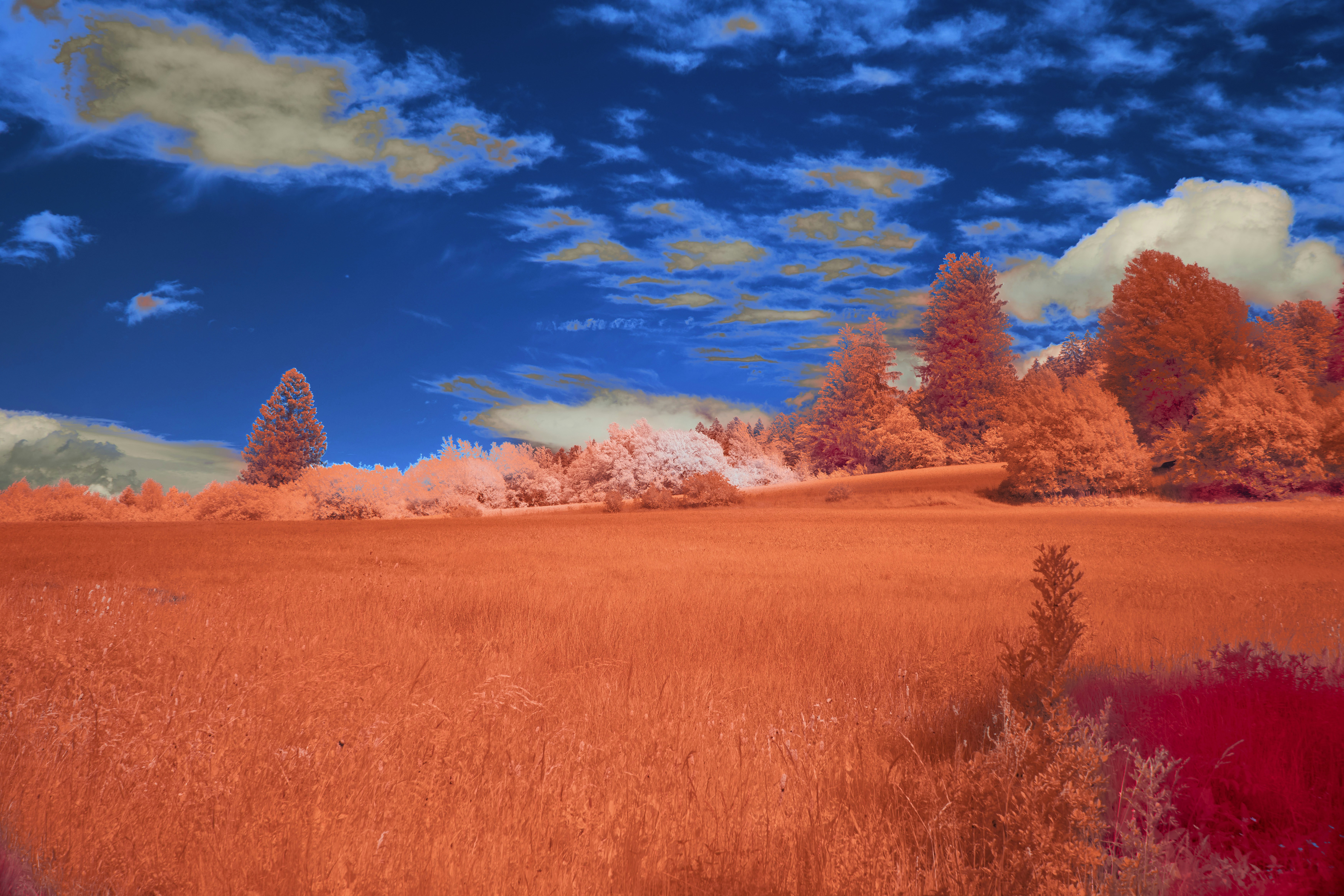 Redfield Field under a Cyan Sky