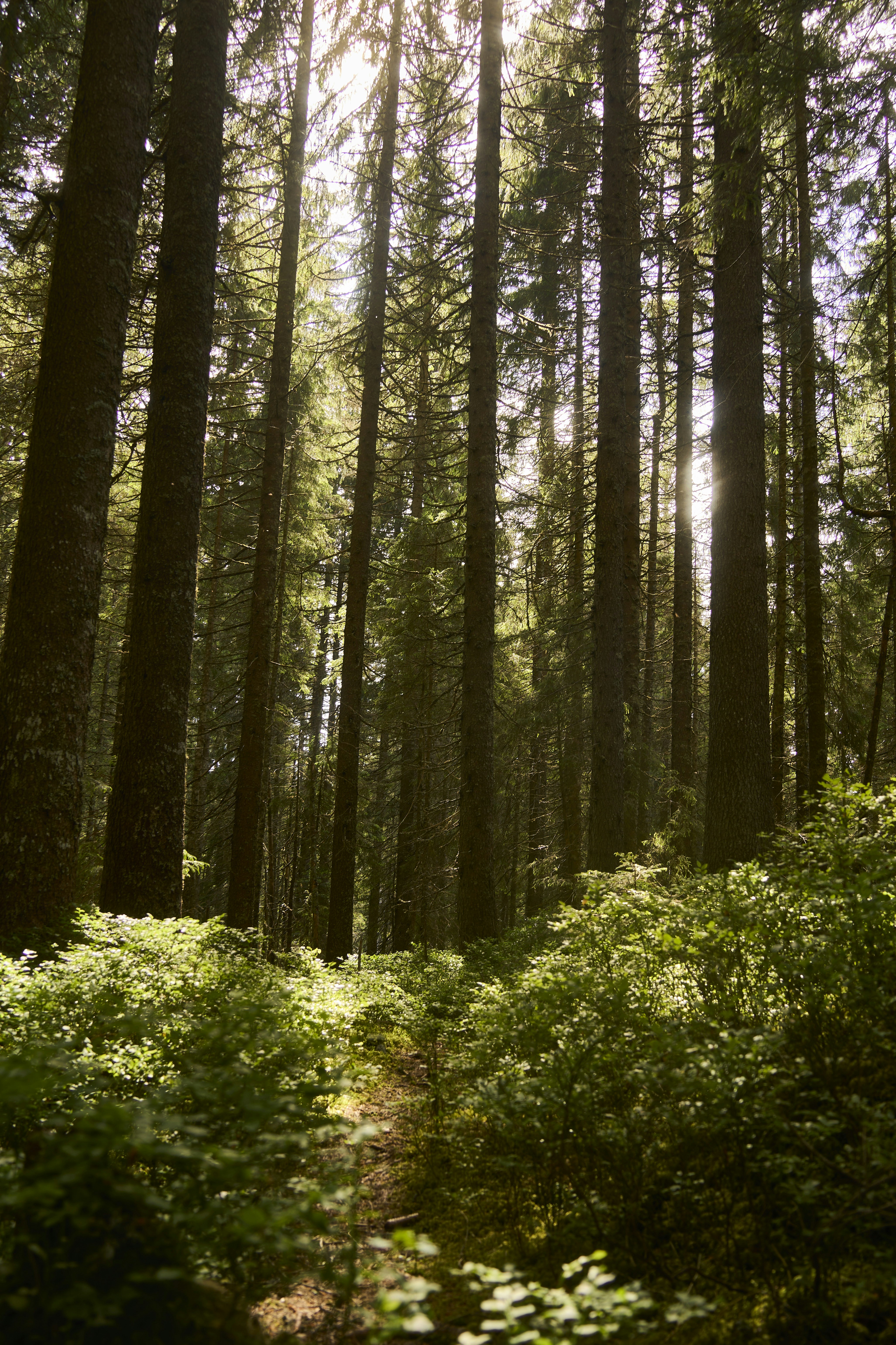 Golden Light Through the Pines: A Serene Forest Walk