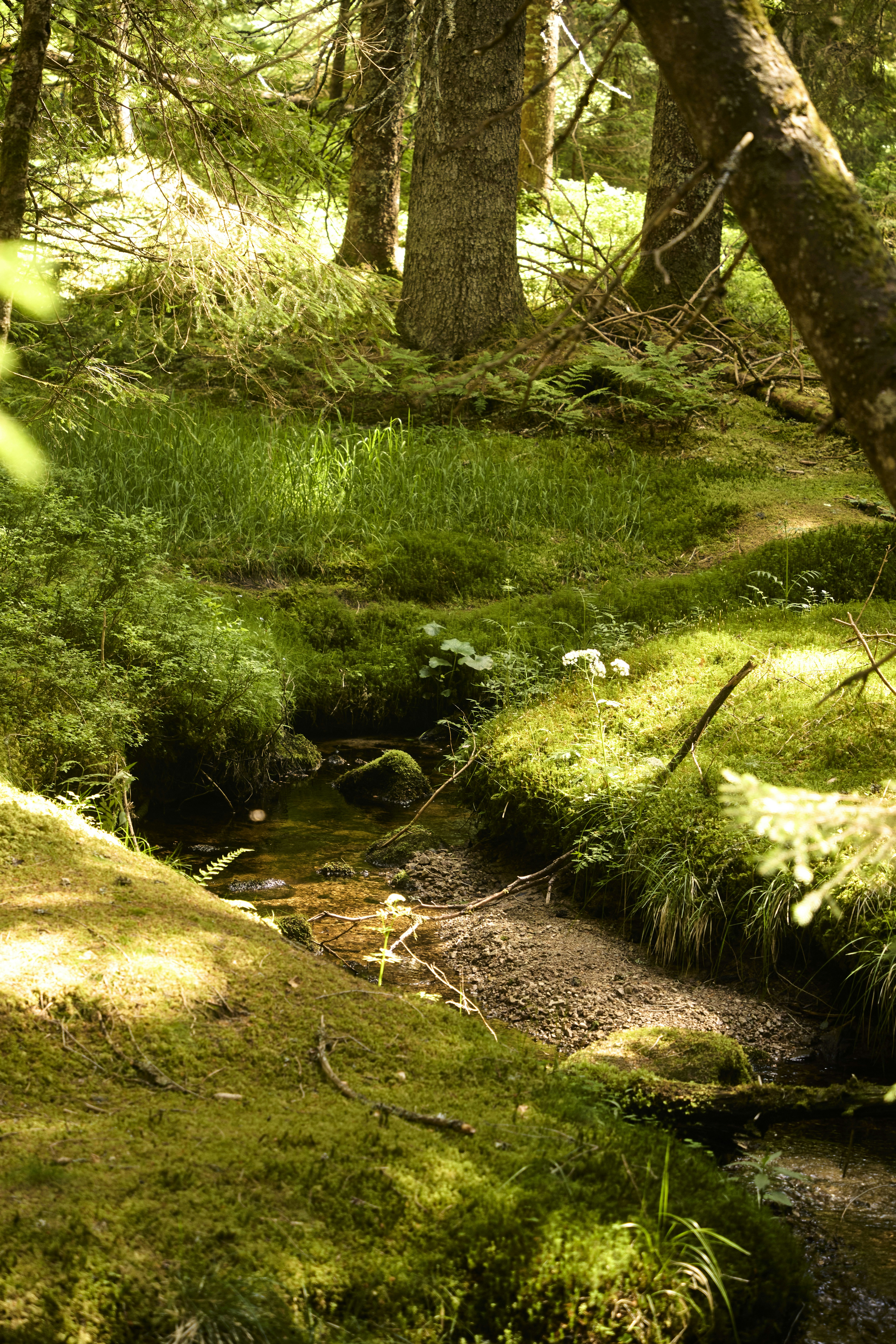 Mossy Stream Through a Sunlit Forest Clearing