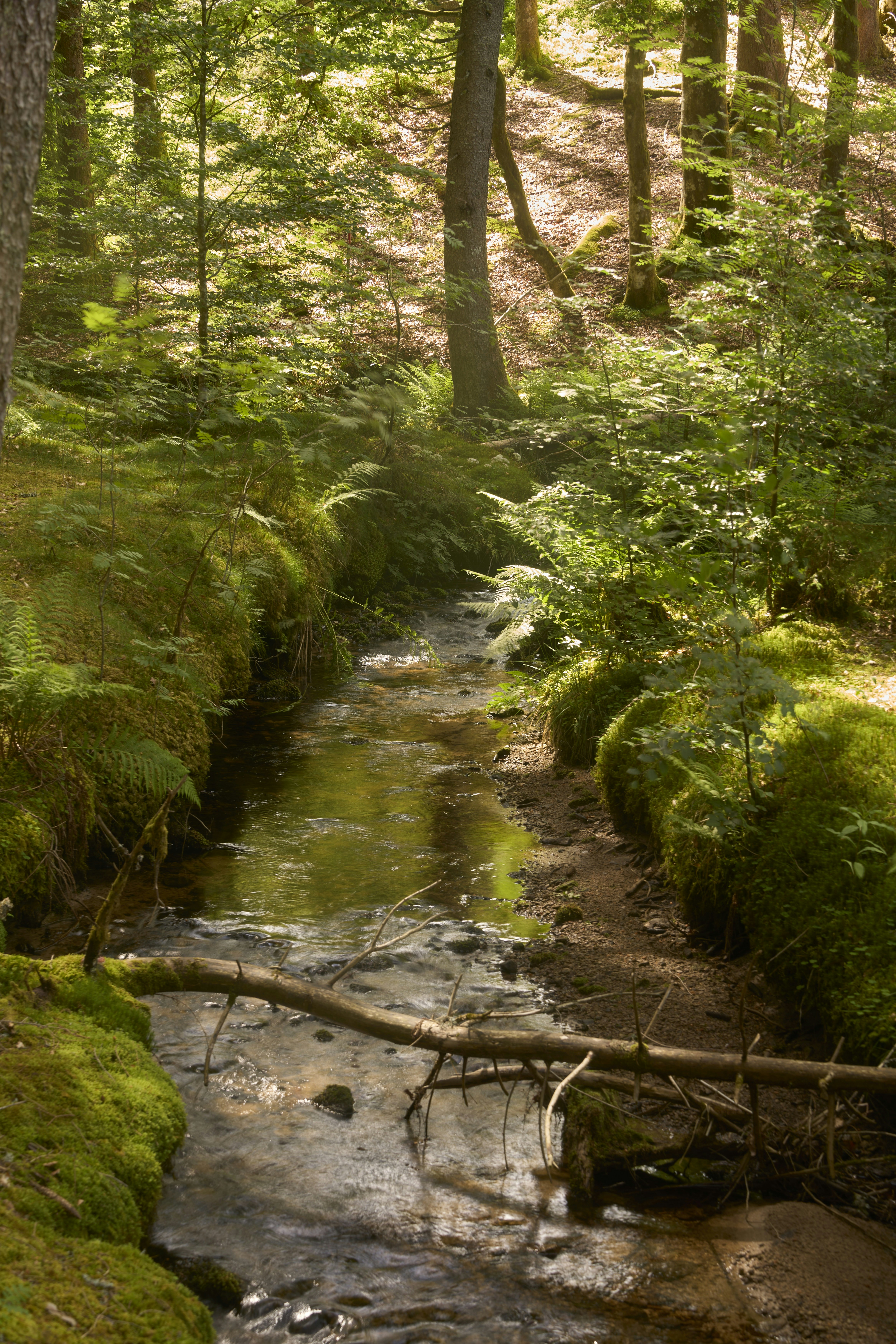 Sunlit Stream Weaving Through a Verdant Fern-Grooved Glen