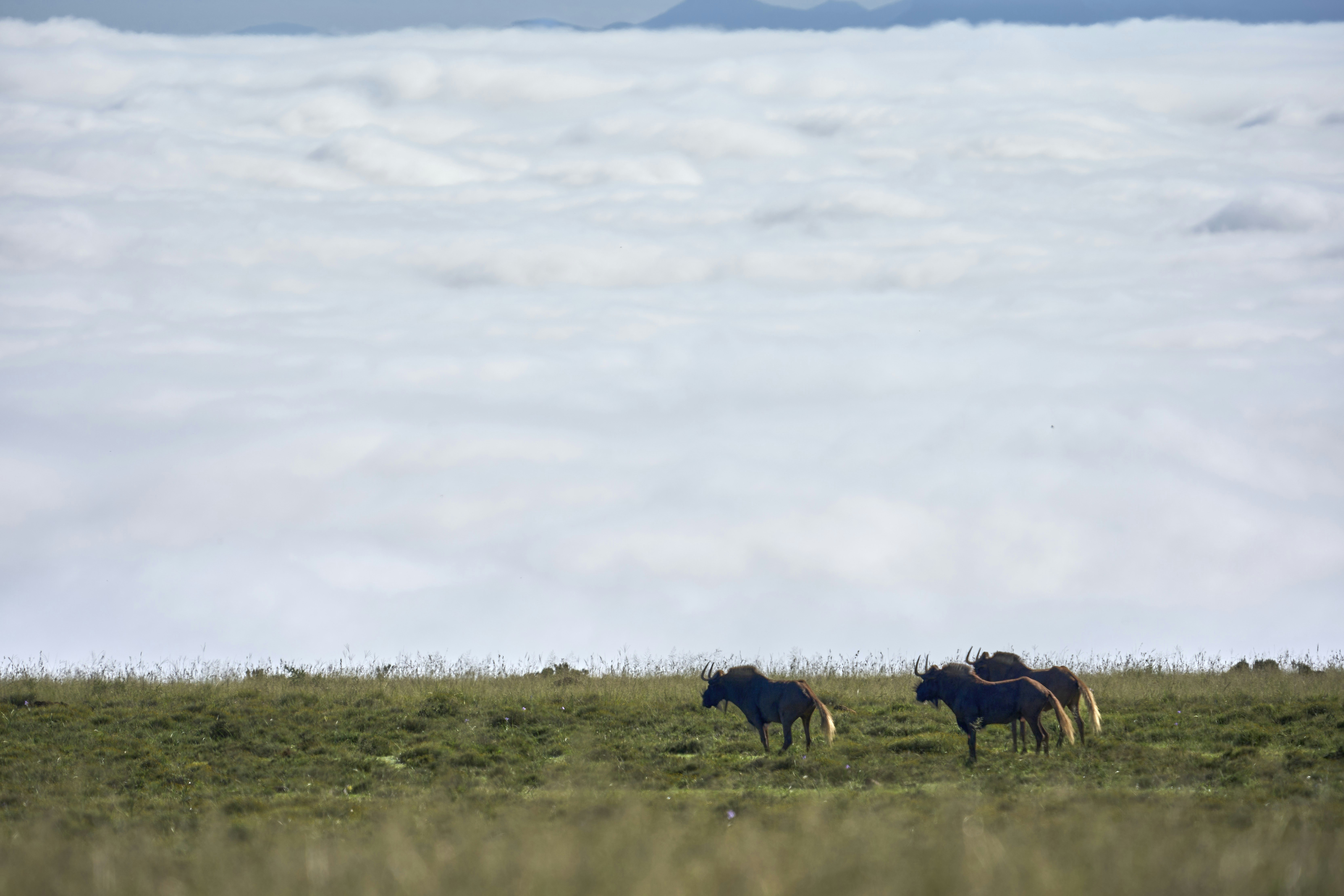 Grazing at the Edge: Two Horses on a Quiet Plain
