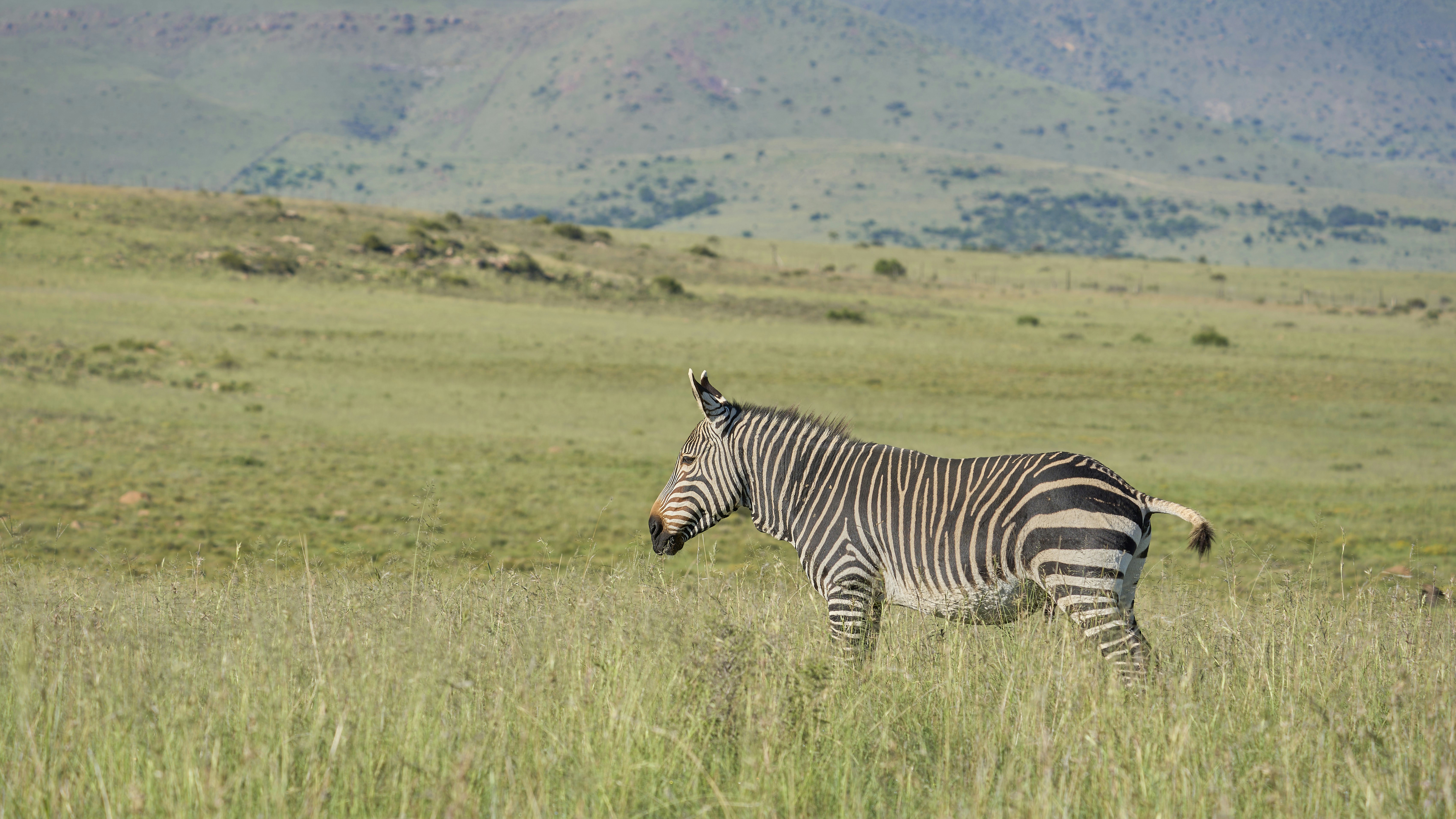 Zebras grazing across a sunlit savanna with distant hills under a clear sky. A single zebra stands amid tall grasses, conveying a calm, expansive wildlife scene.