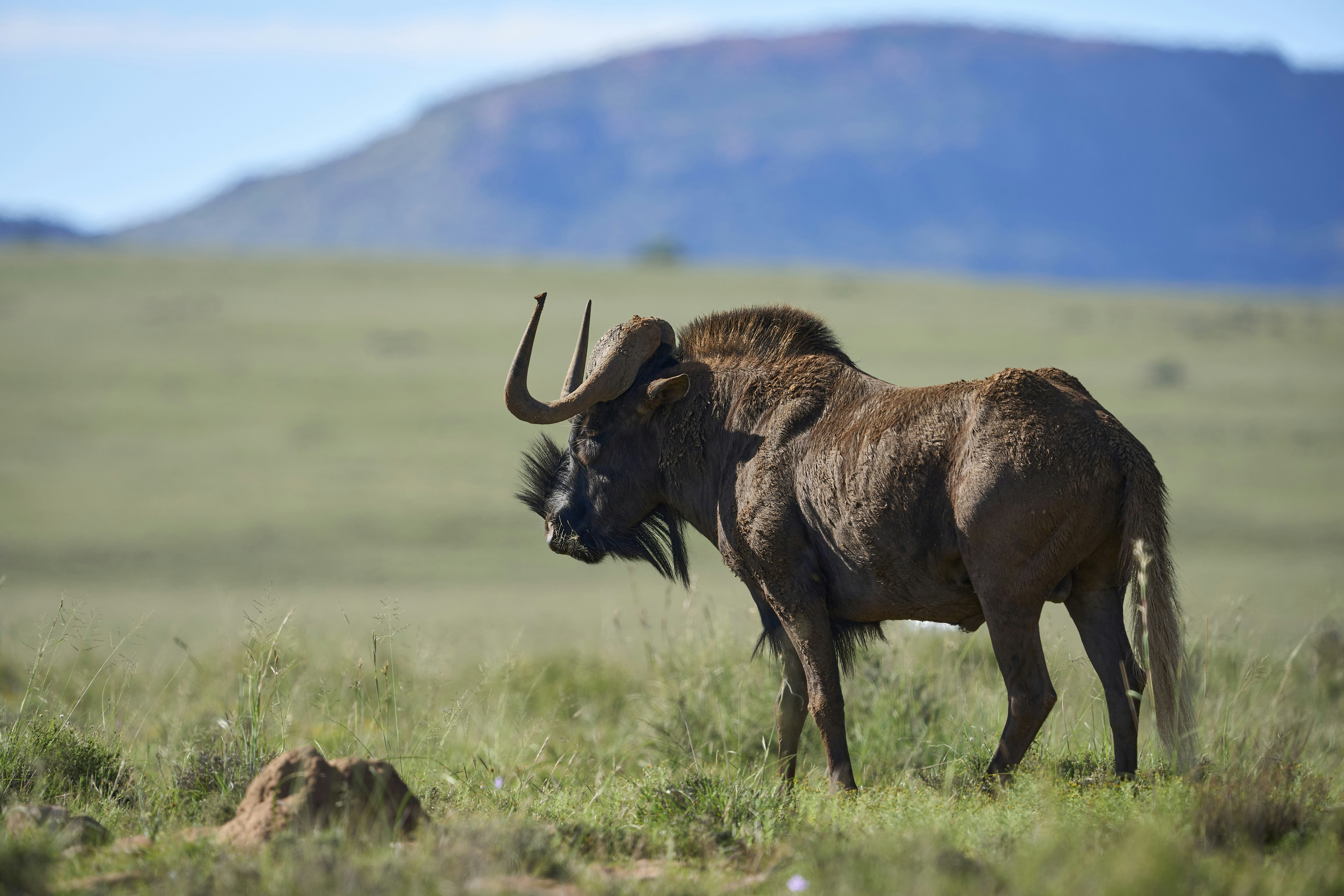 Majestic Wildebeest at Distant Plains