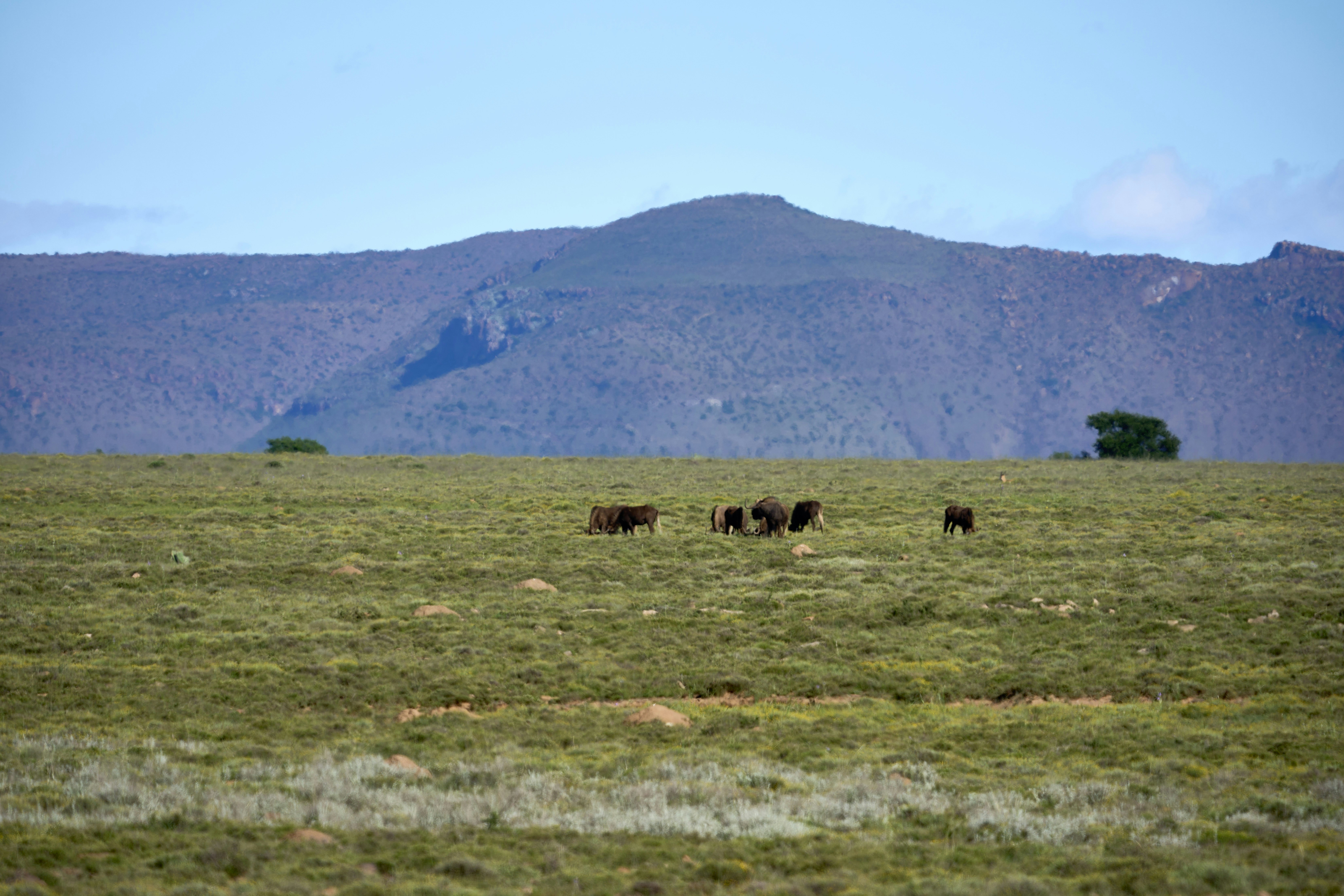 Cattle in a High-Desert Meadow Beneath Wind-Sculpted Hills