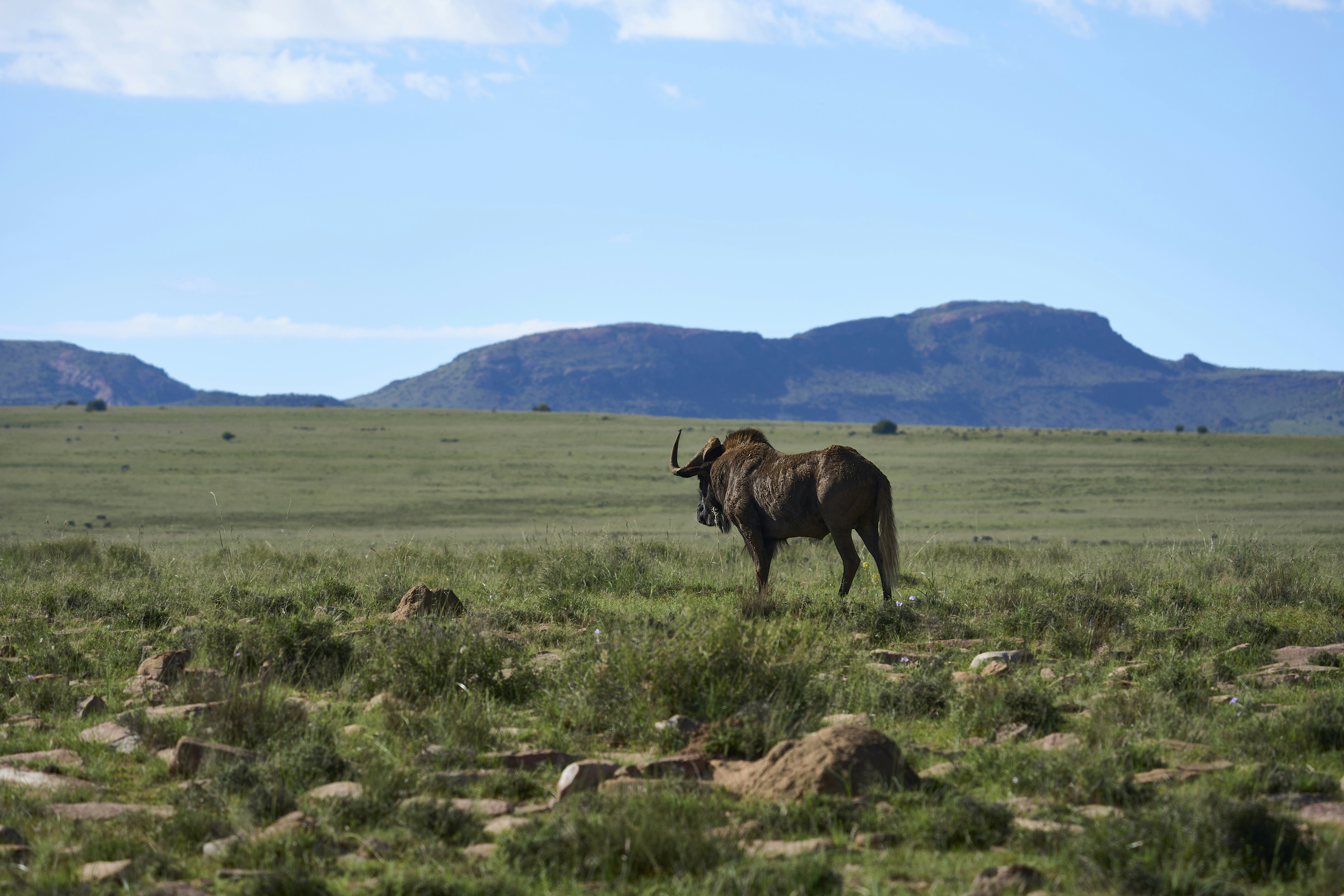Solitary Wildebeest on the Serengeti Plain Under a Wide Prairie Sky