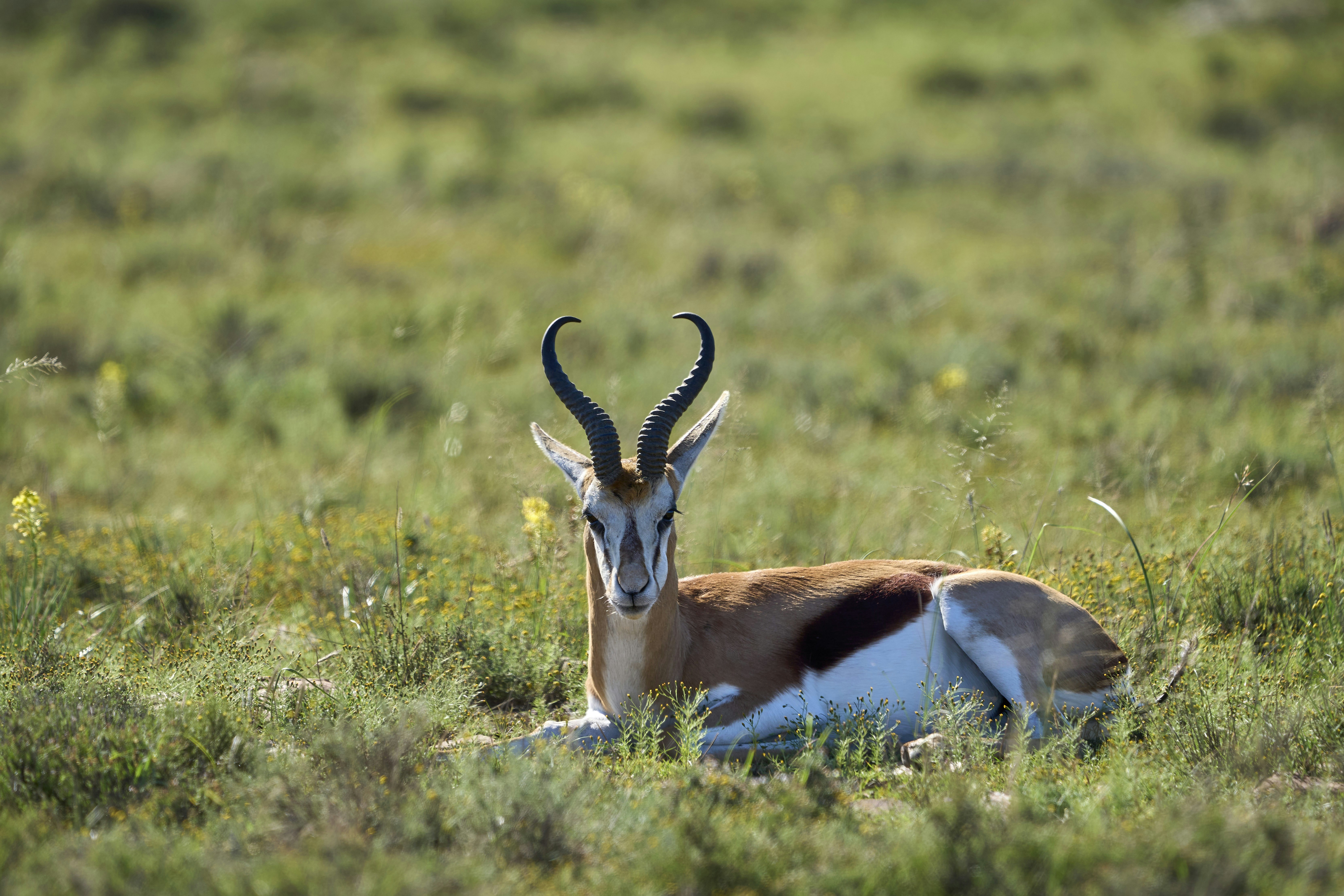 Horizon Quiet: A Gemsbok Reclines in Sunlit Grassland