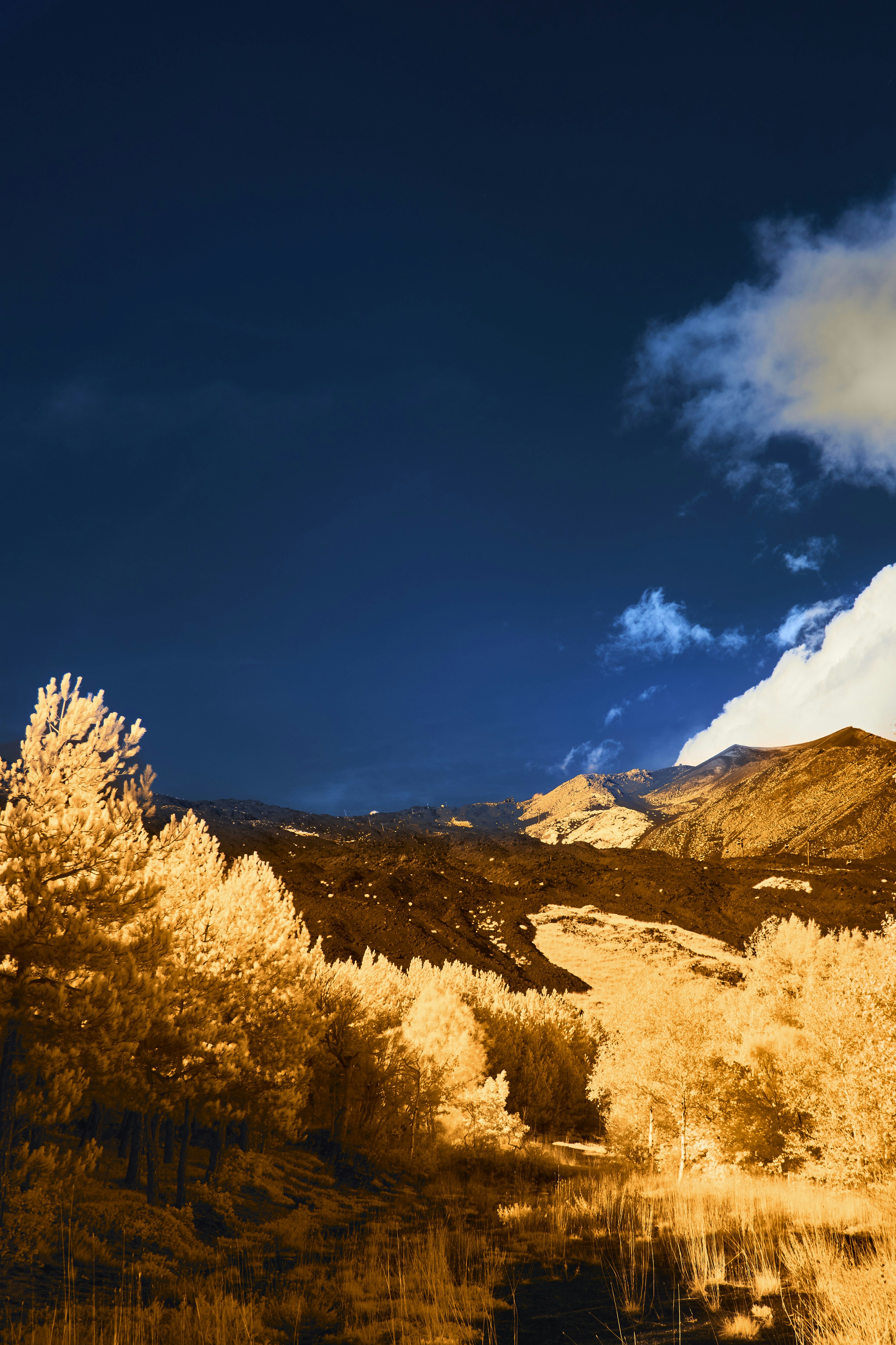 Golden Pines Under a Deep Blue Sky