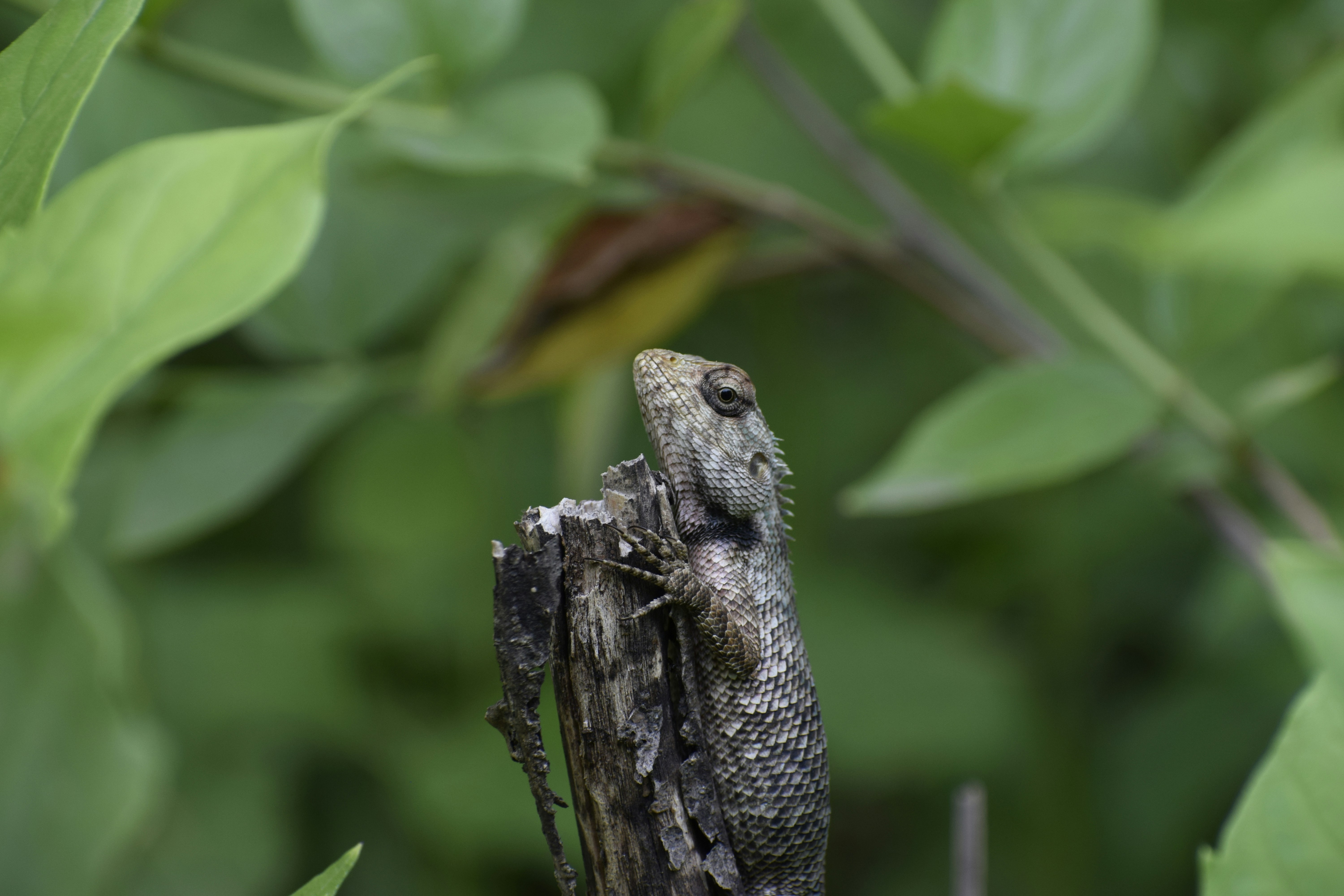 Stone Sentinel: A small lizard clinging to a weathered stump among green foliage