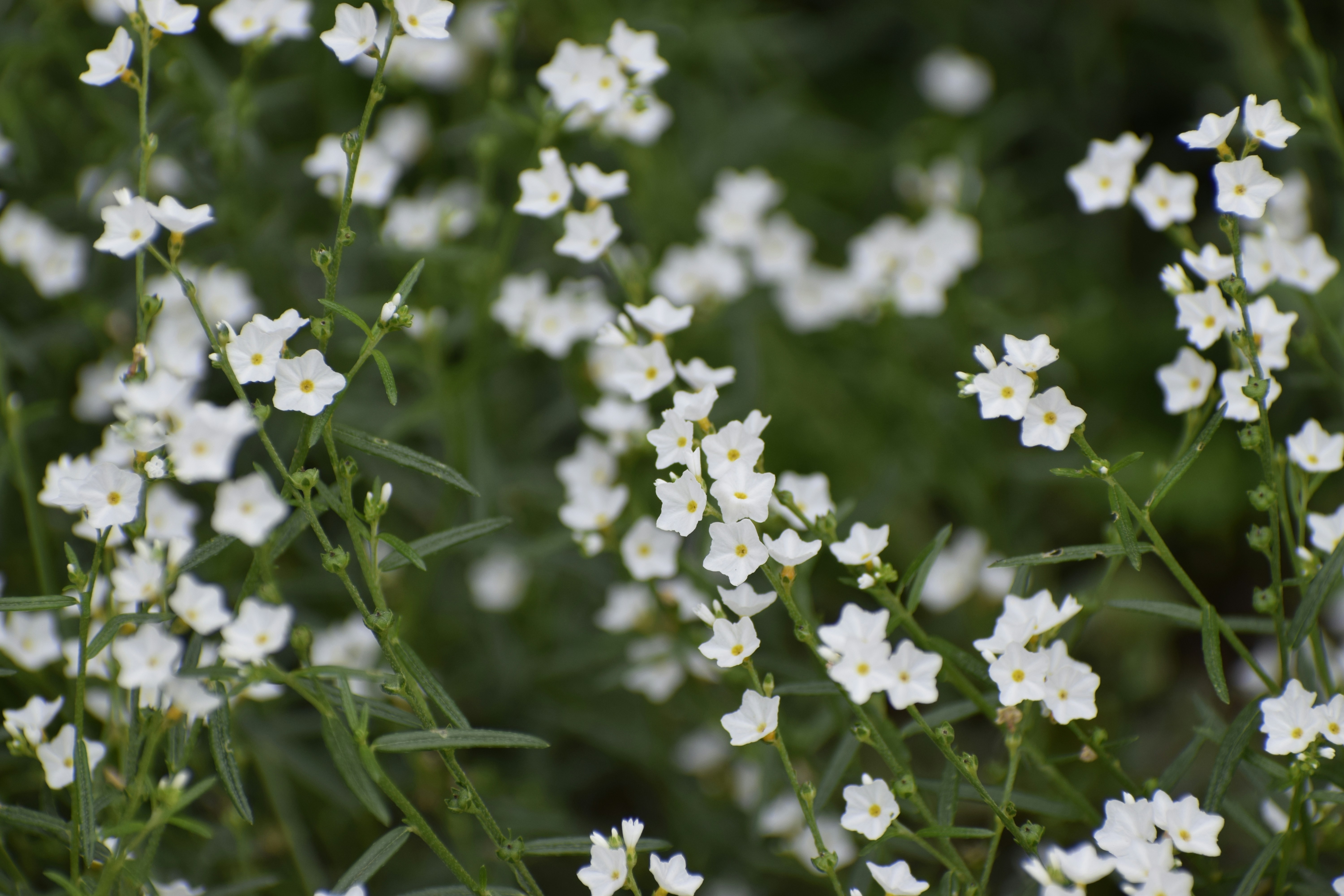 Whispers of White: A Field of Tiny Florals