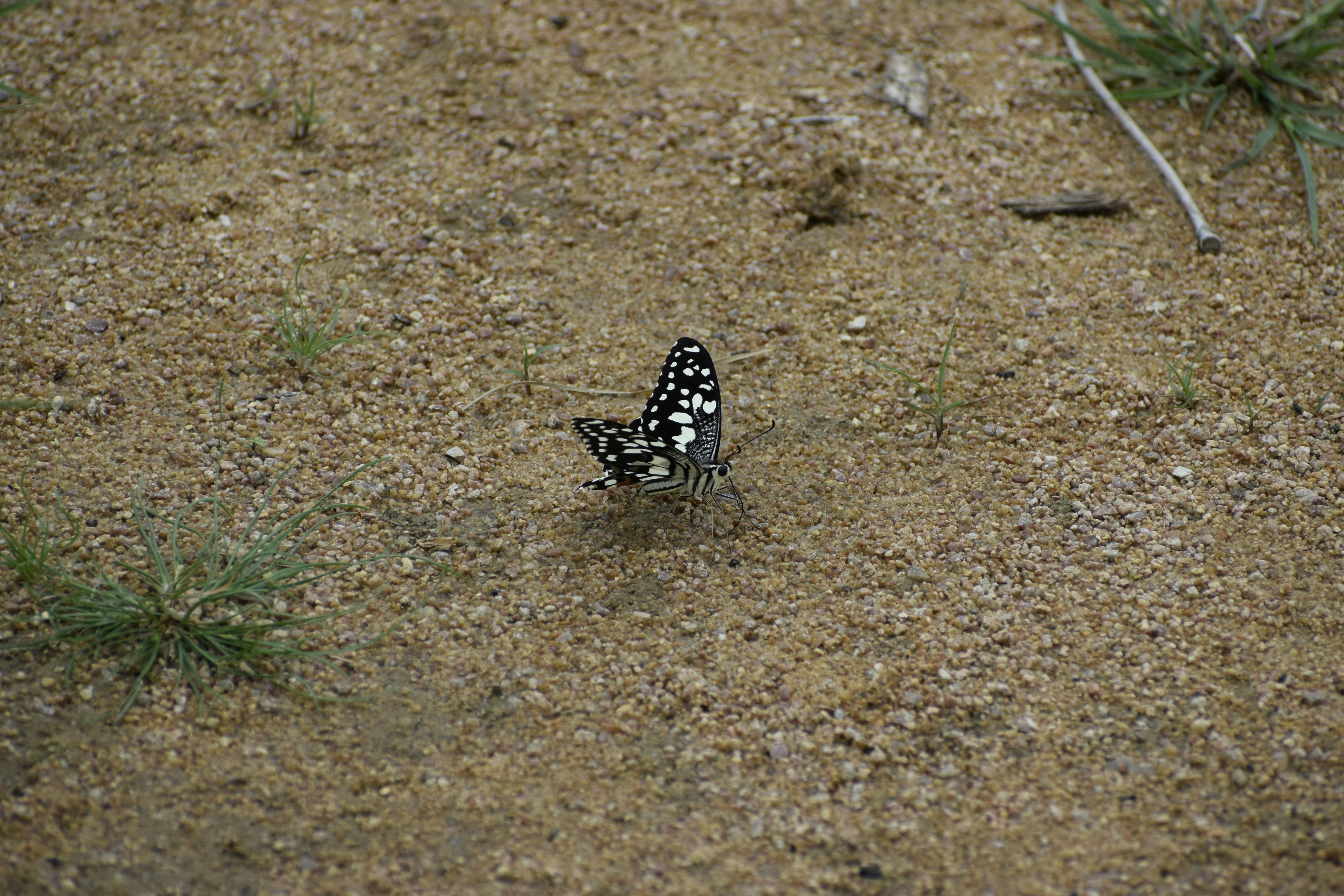 On the Ground: A Black and White Butterfly Pause