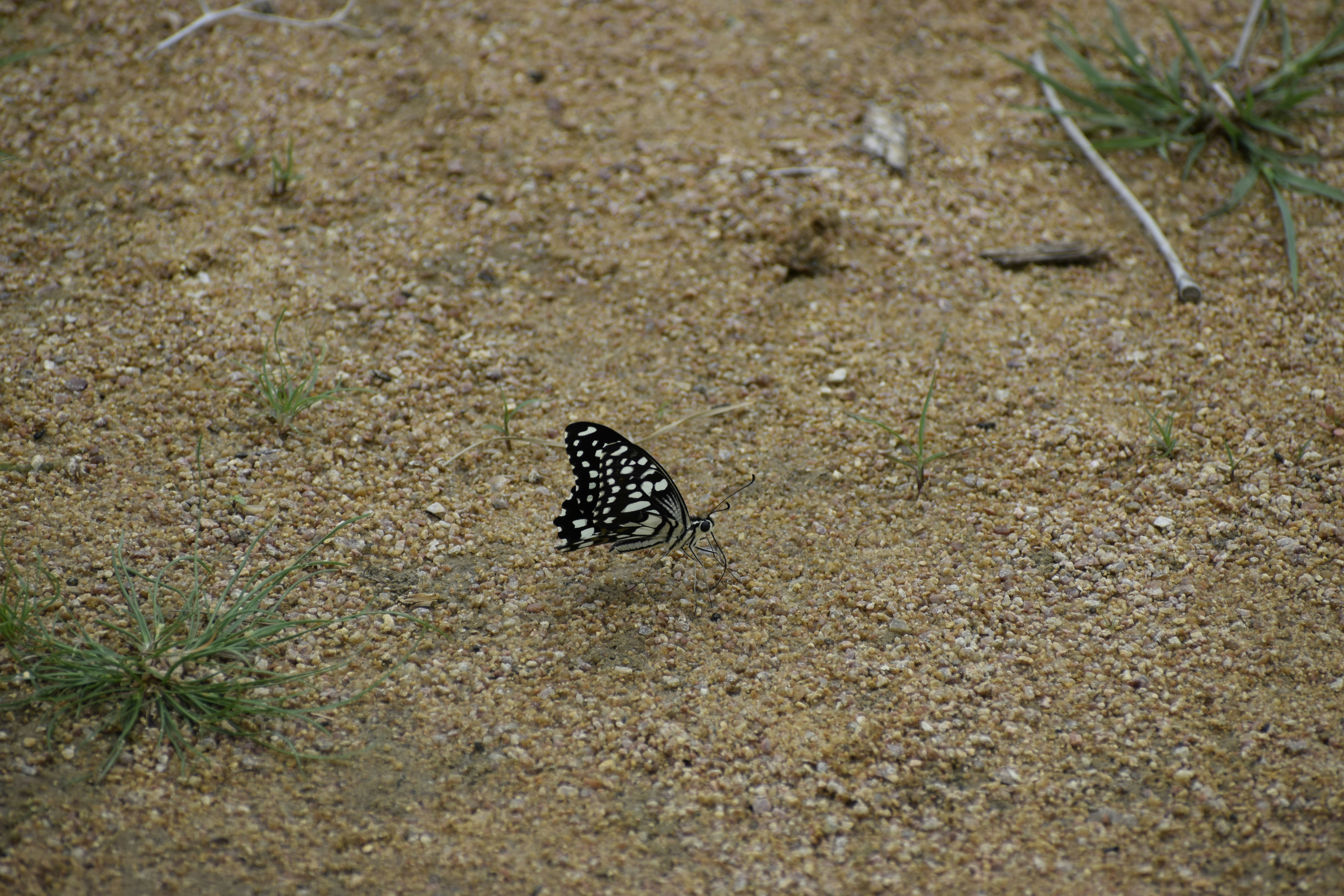 Grounded Monarch: A Small Butterfly Resting on Pebble Beach