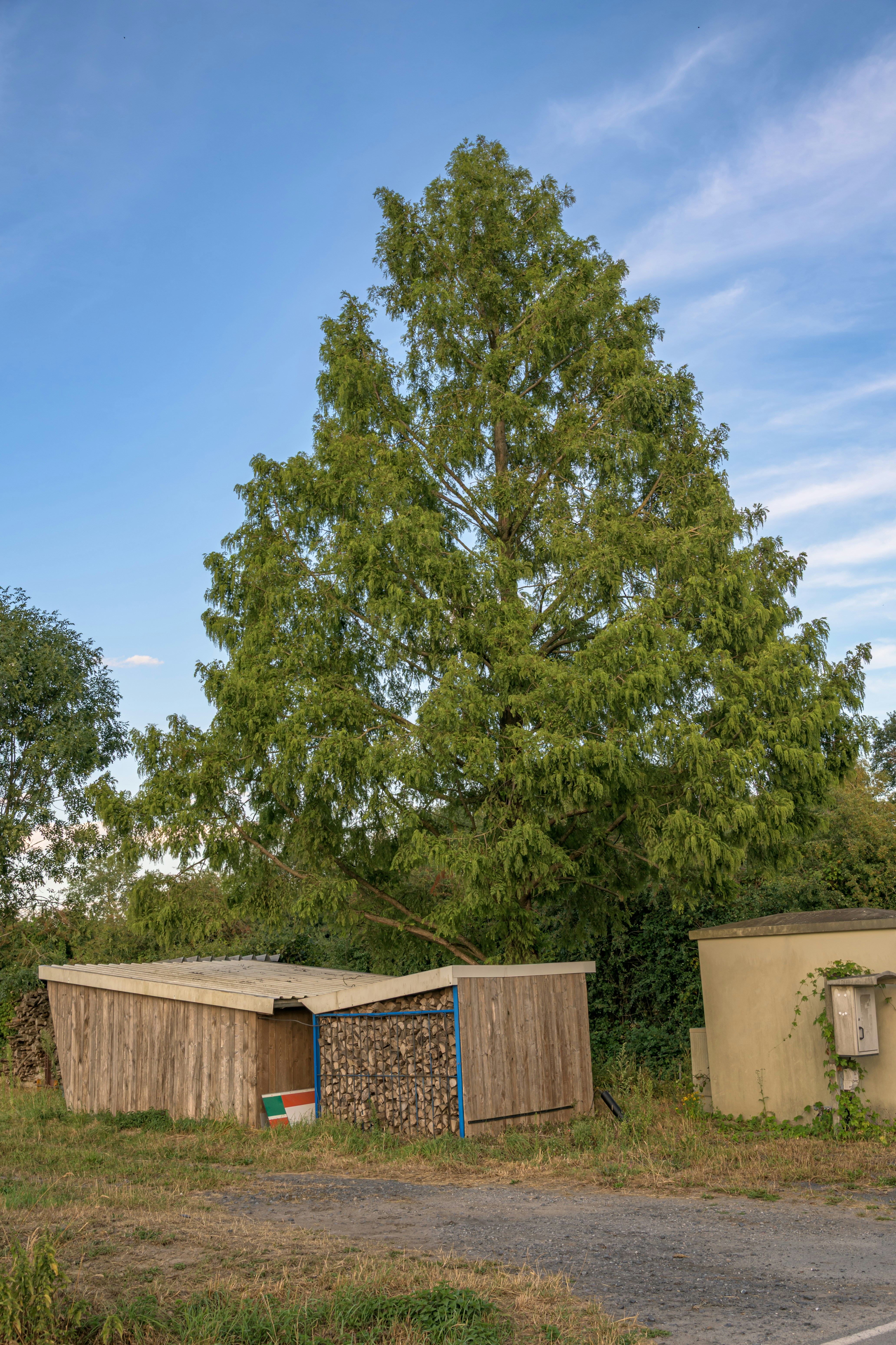 Sunlit Tree Overlooking a Rustic Yard and Wood Storage