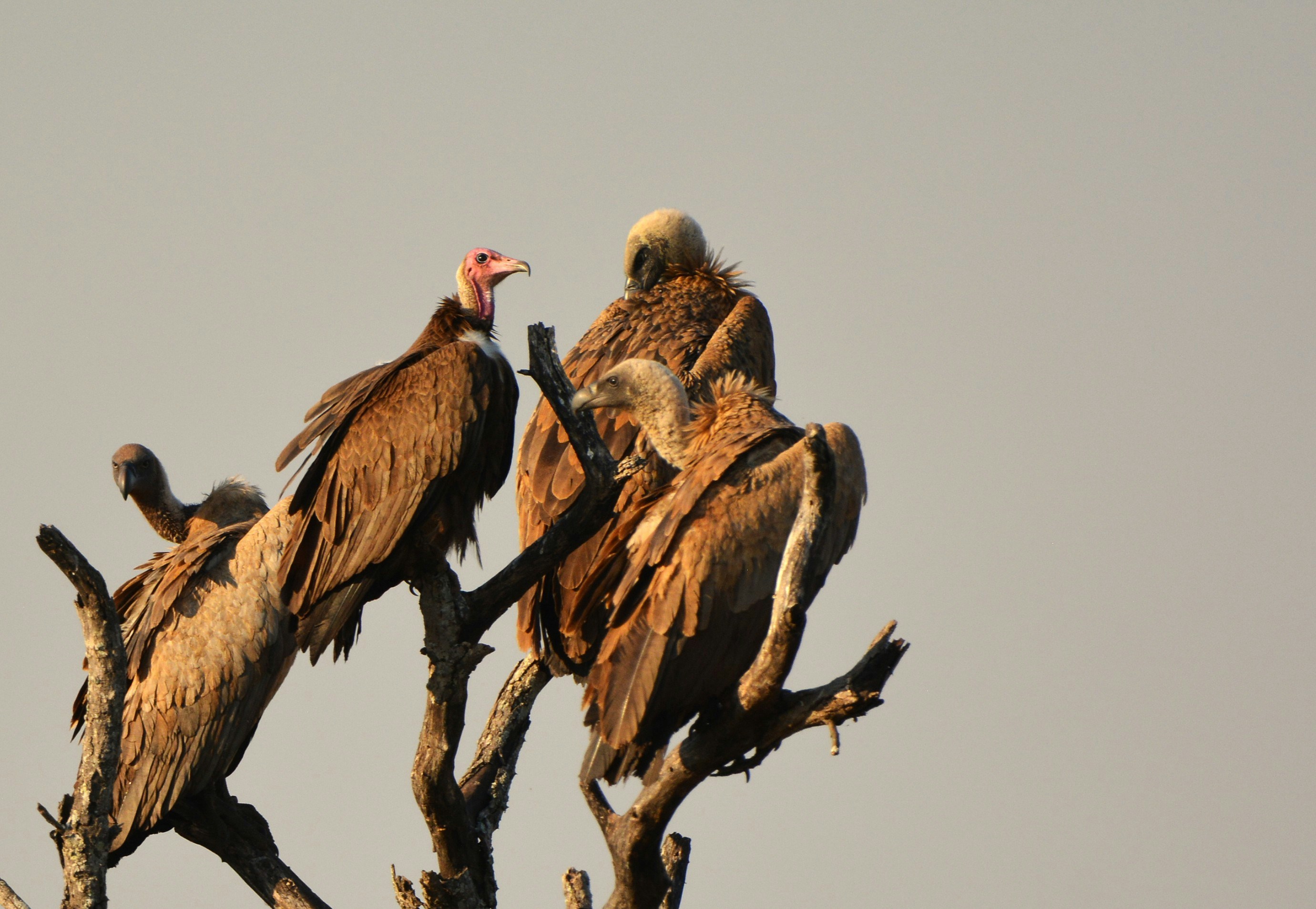 Gnarled Perch: Vultures at Sunset On a Dead Branch