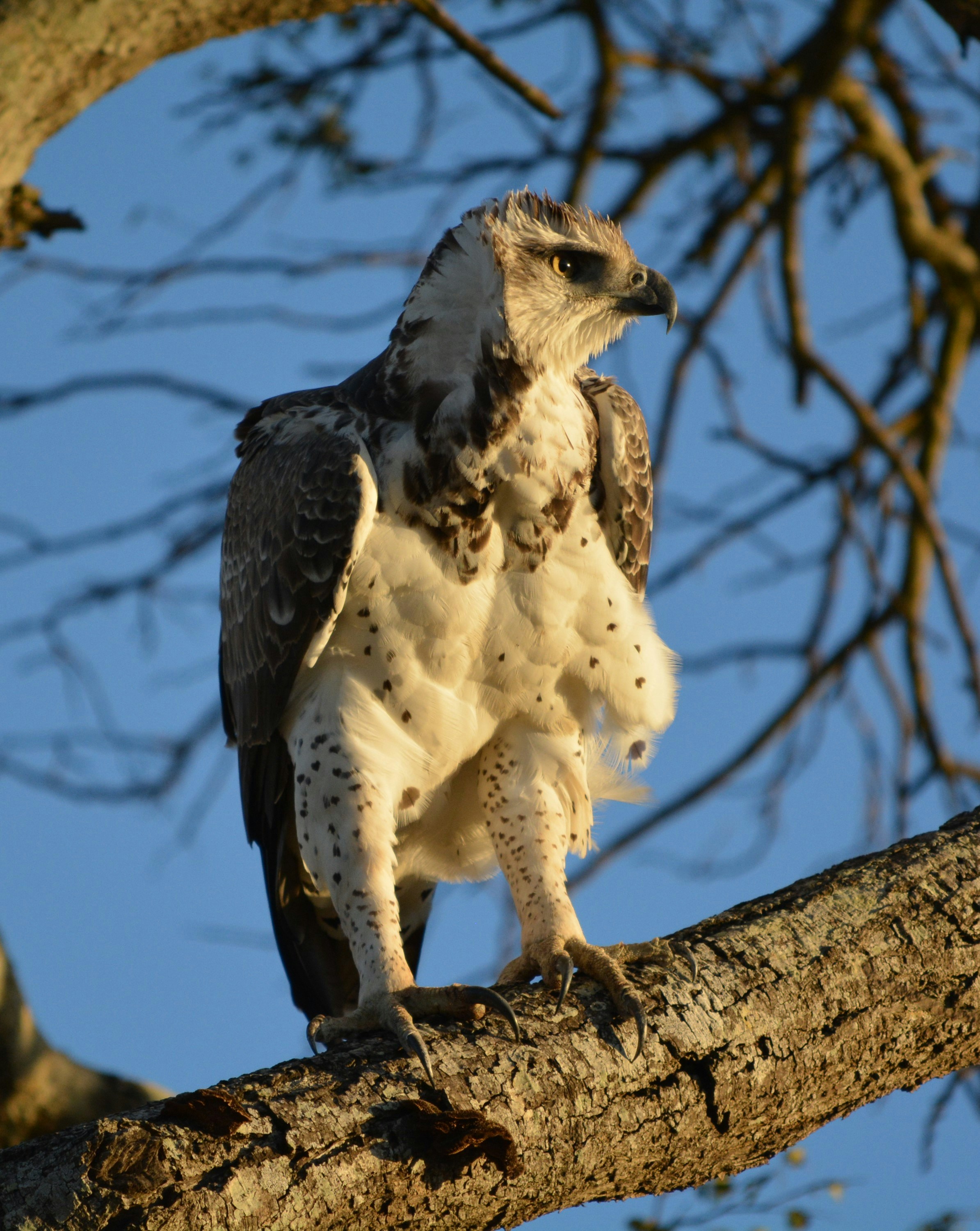 Raptor on a Sunlit Branch: Vigilant Eyes in the Blue