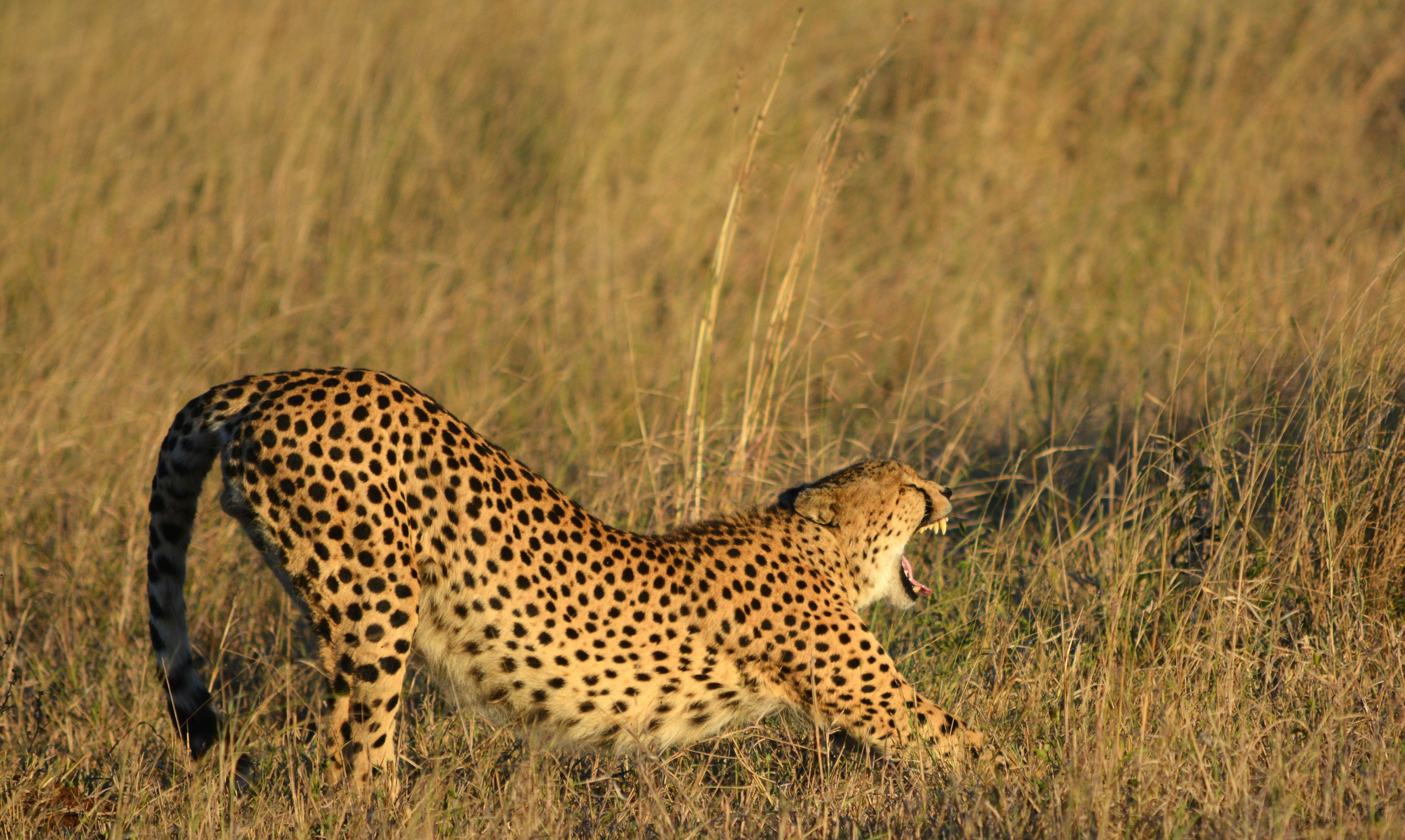 Cheetah in Midstride Across Golden Grass