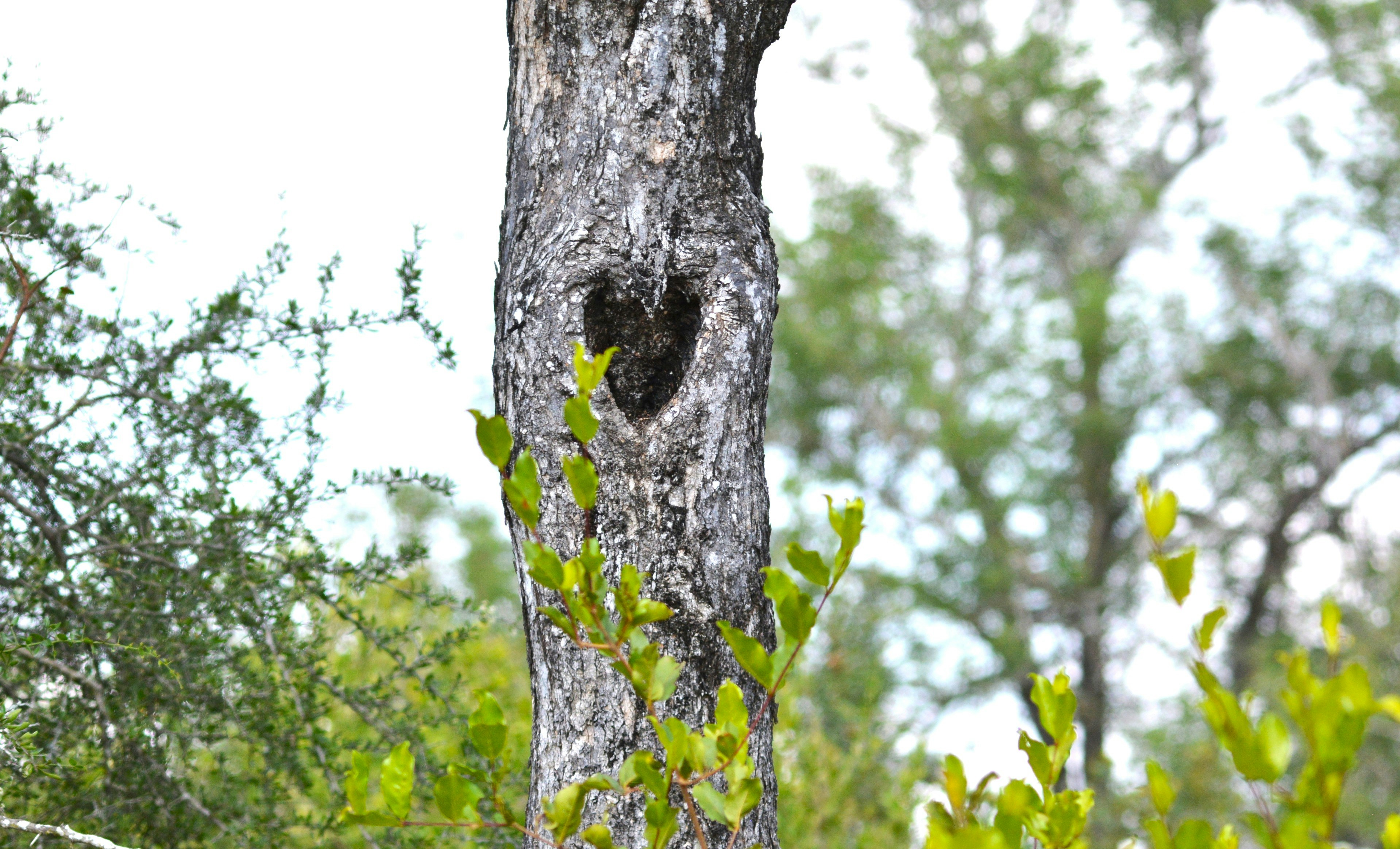Heartwood Gap: A Weathered Trunk Embraced by Fresh Shoots