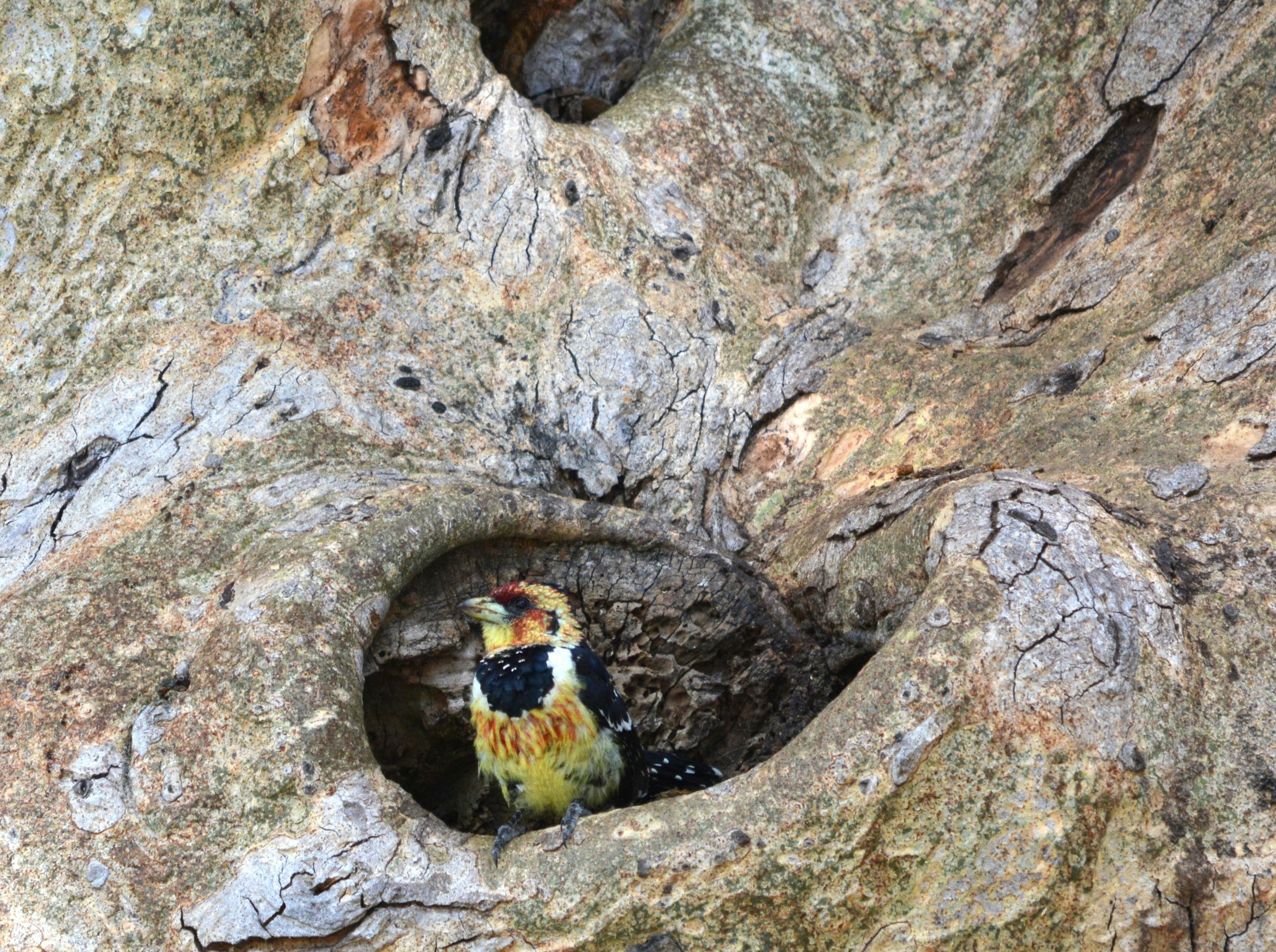 Tiny Bird Nestling Peering from a Tree Hole