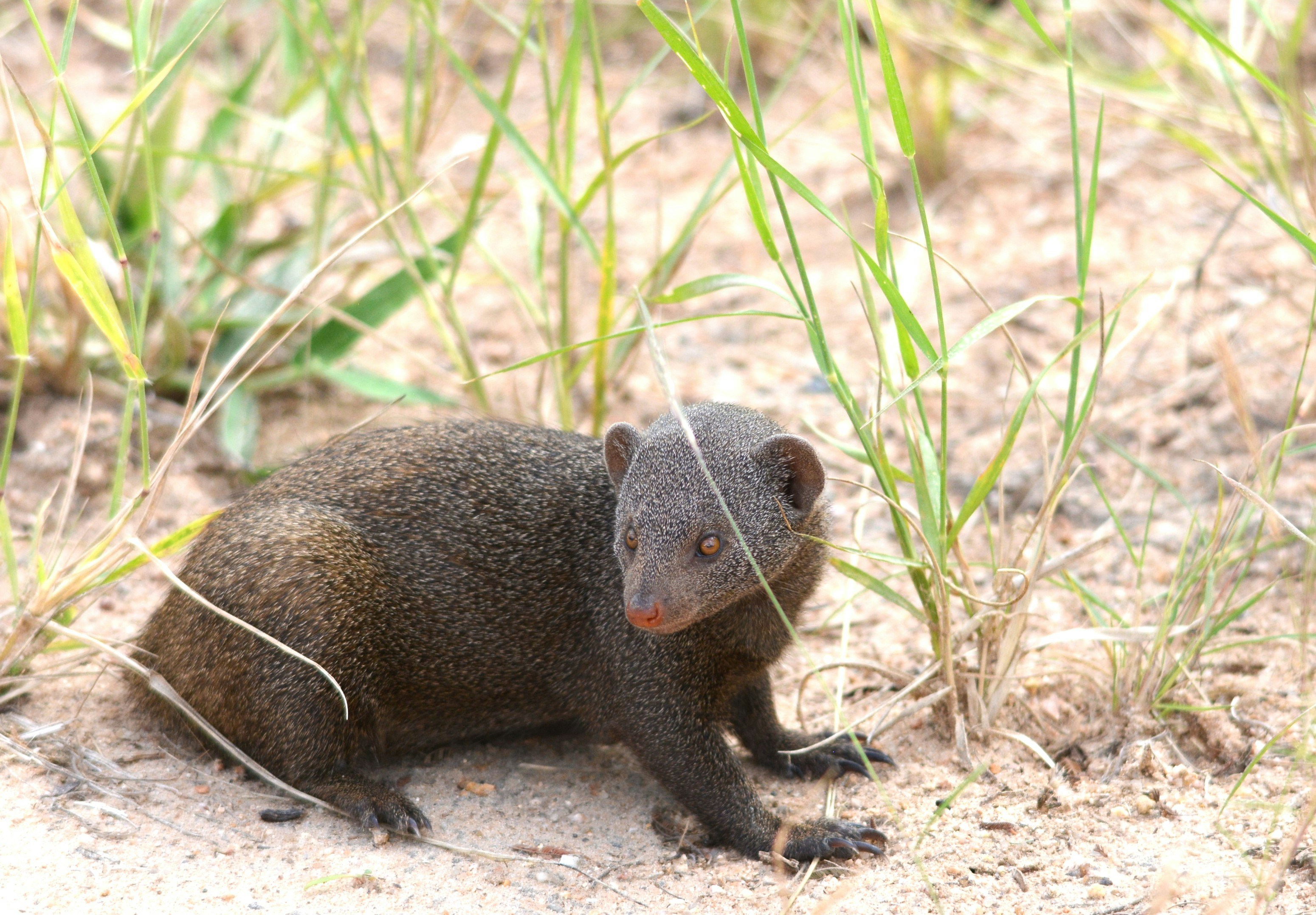 Curious Dune Dreader: A small mongoose-like mammal peers through grasses