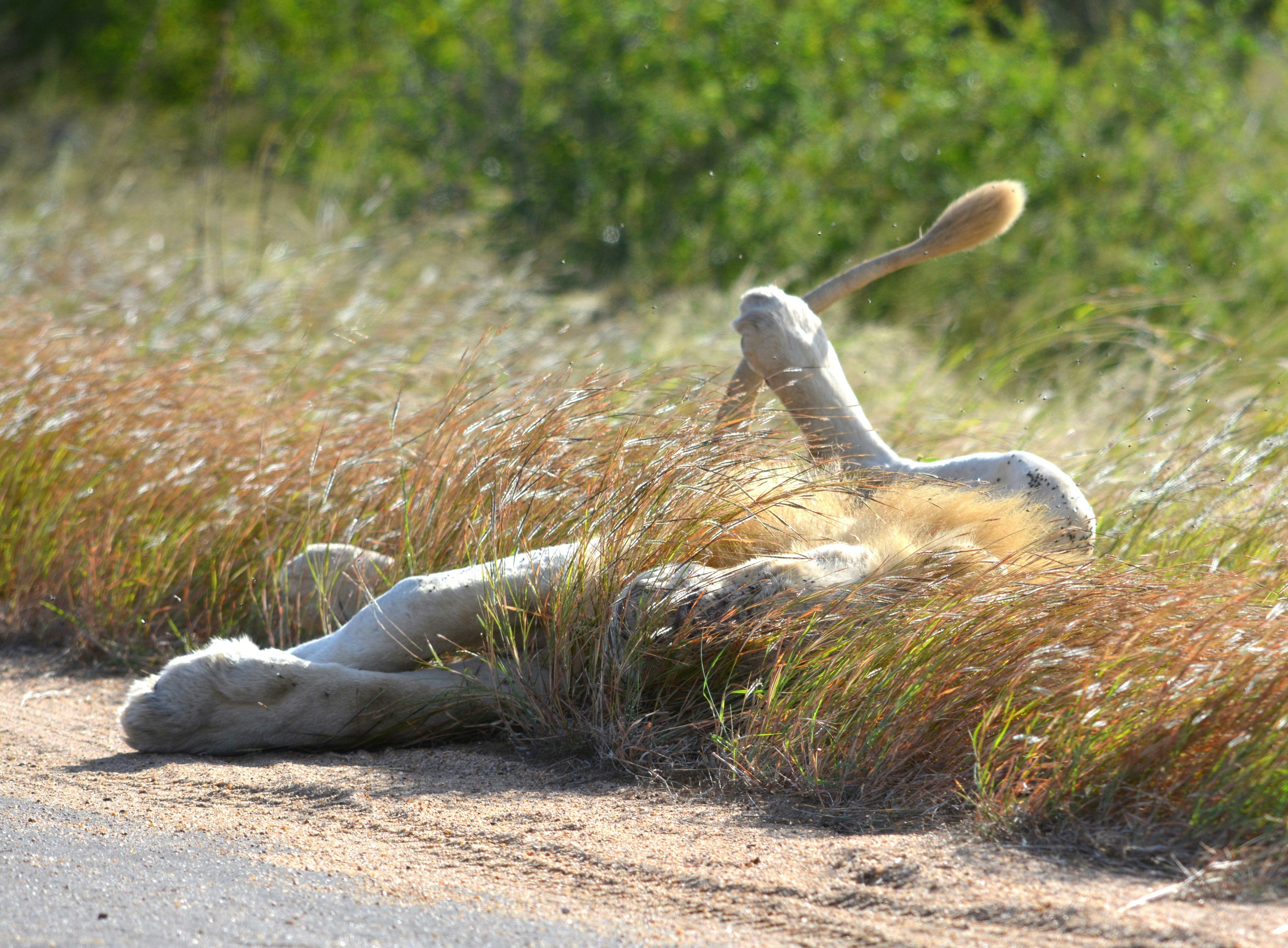 Resting Gait: A Llama Reclines Into Grassy Sands