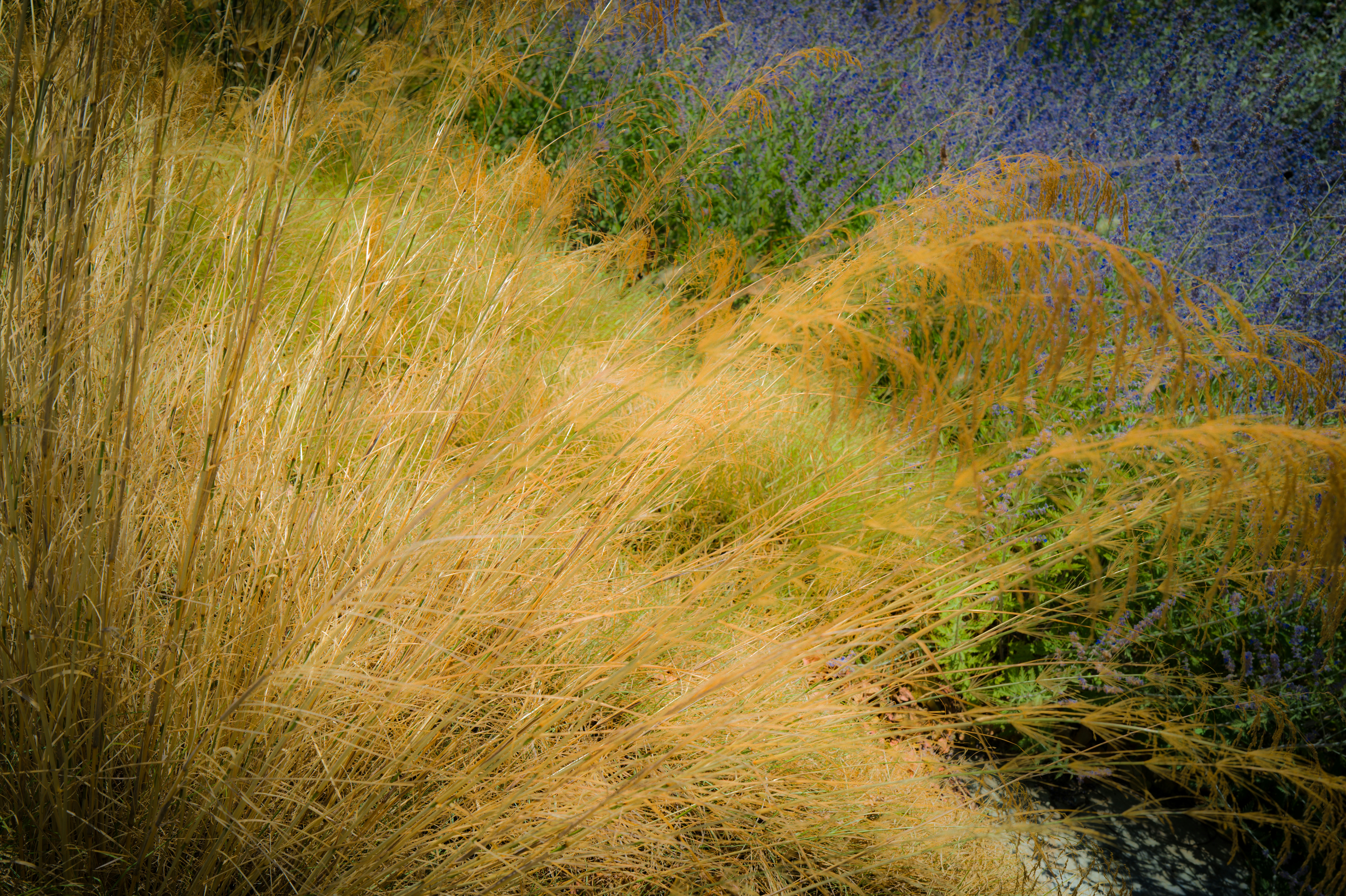 Golden Rush: Fragments of Foliage in Soft Focus
