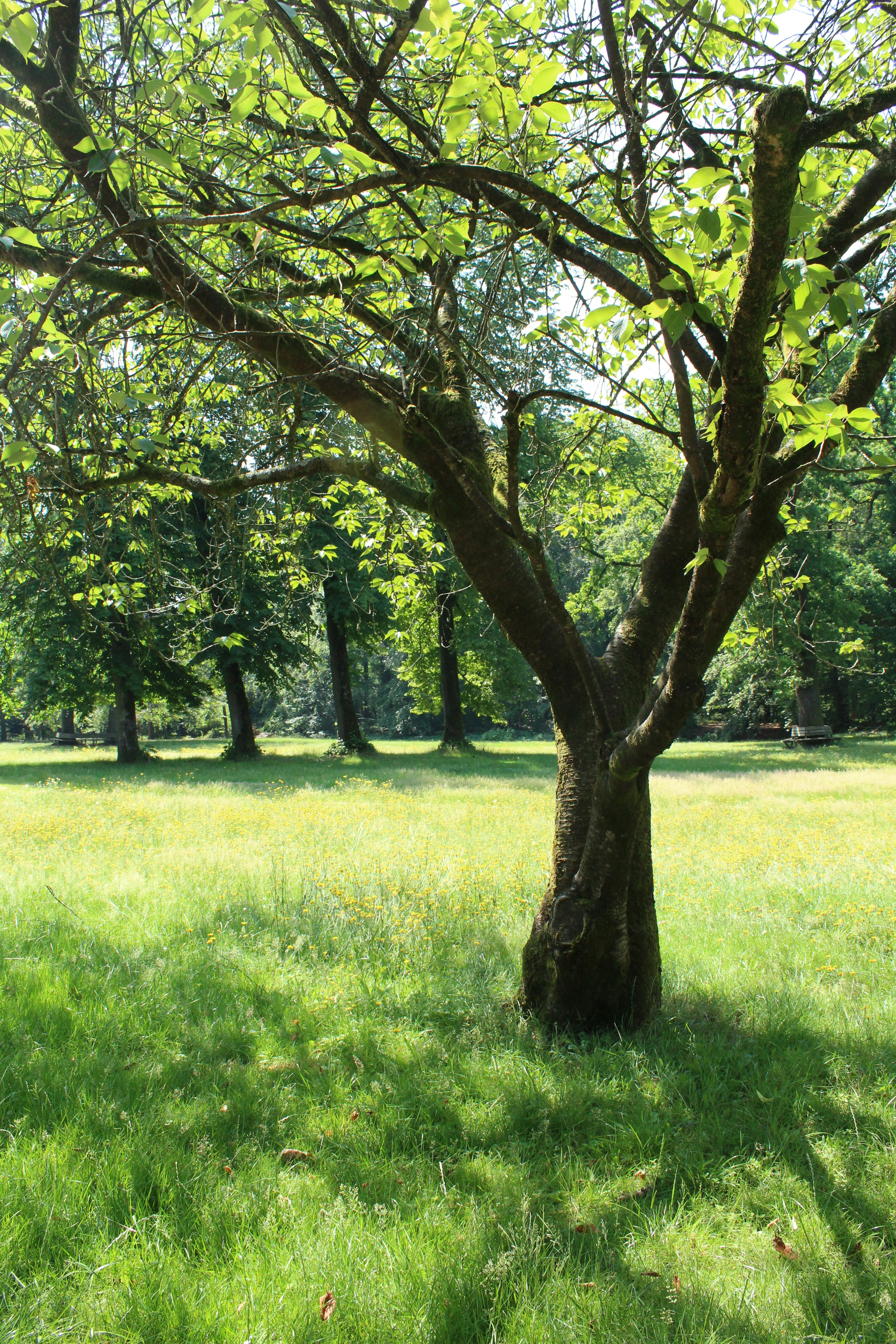 Sunlit Apple Tree in a Quiet Park