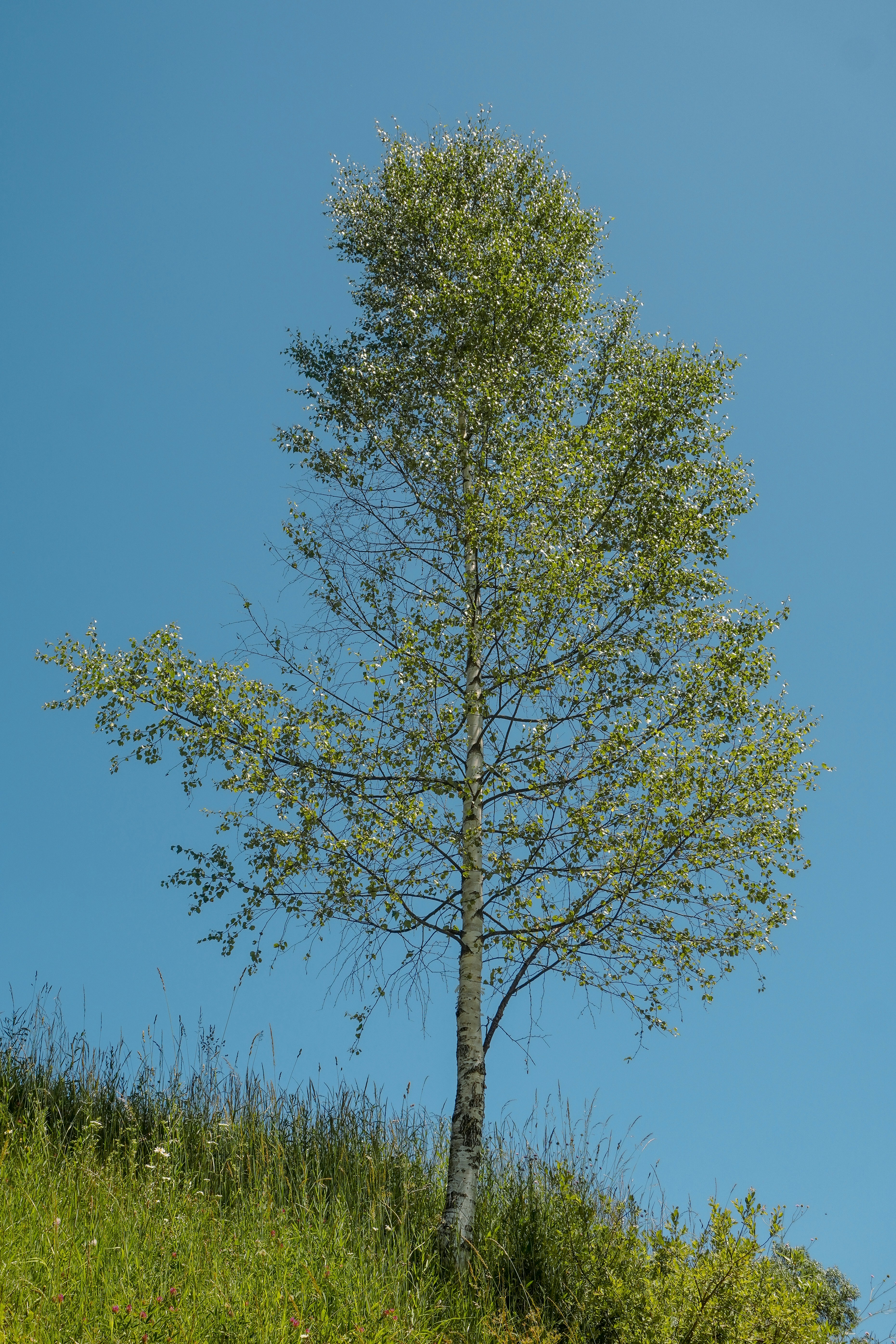  lone birch reaching toward a clear blue sky