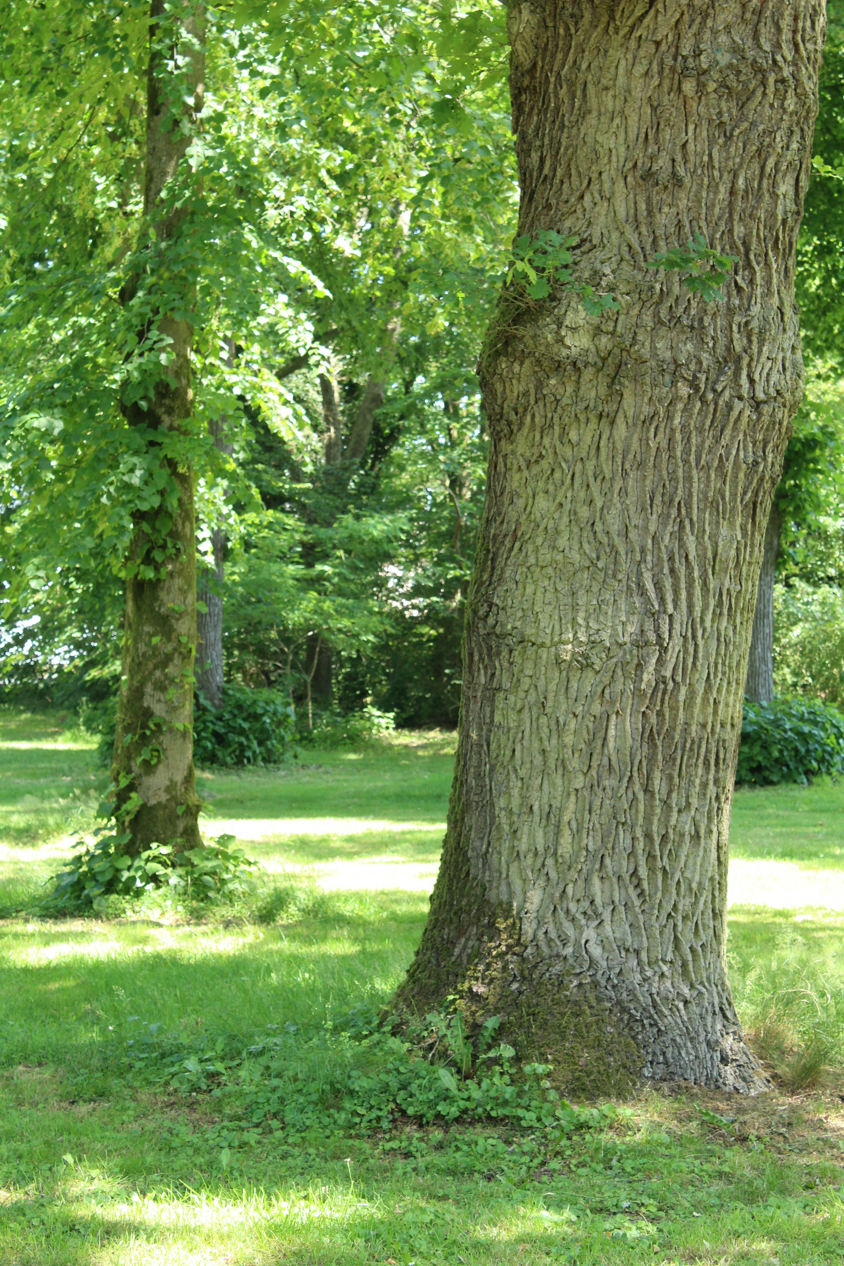 Forest Sentinel: Lone Bark Standing Tall Among Green Canopy