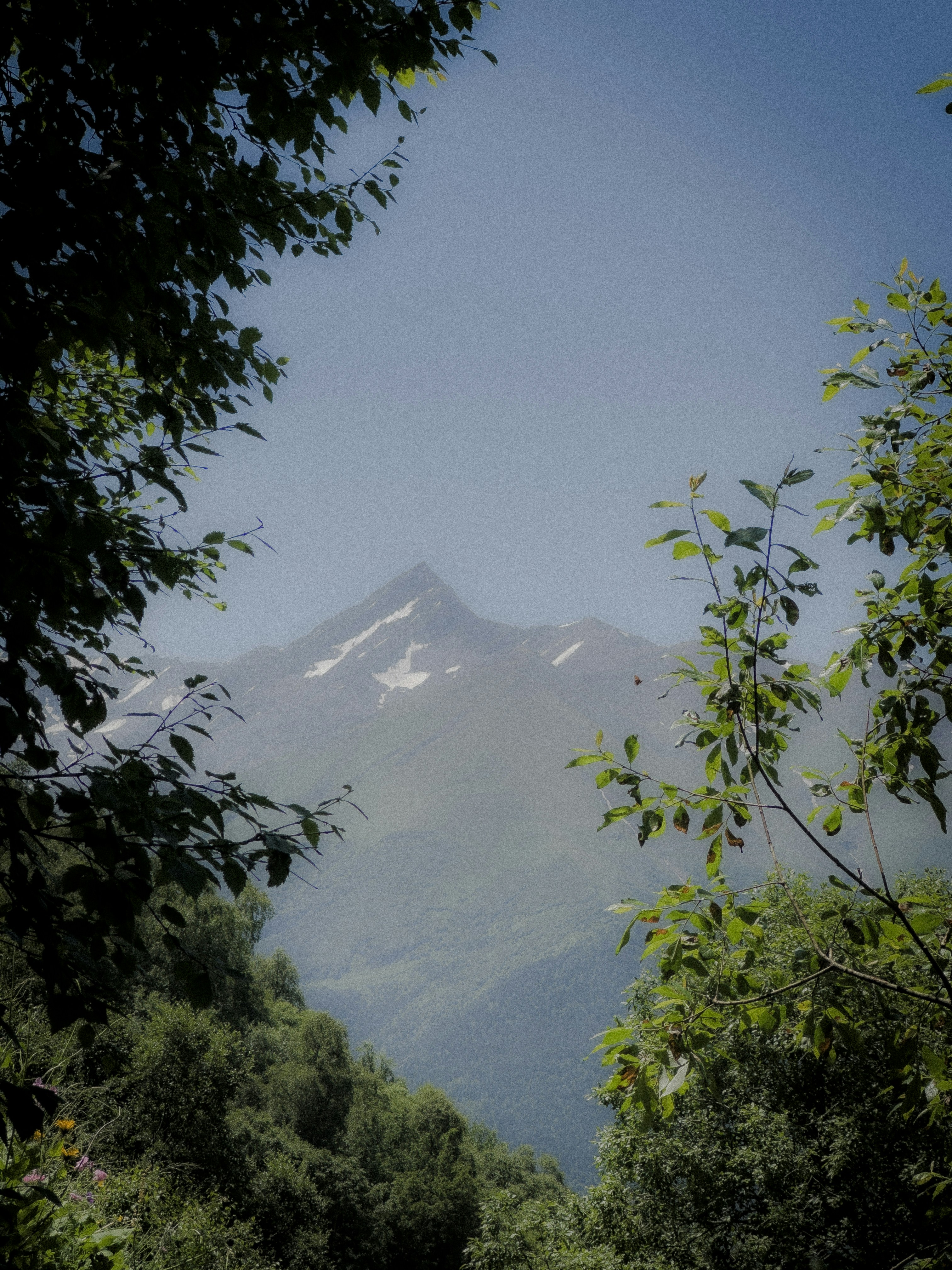 Forested valley with a snow-dusted mountain peak framed by leafy branches; a tranquil landscape scene emphasizing depth and atmosphere.