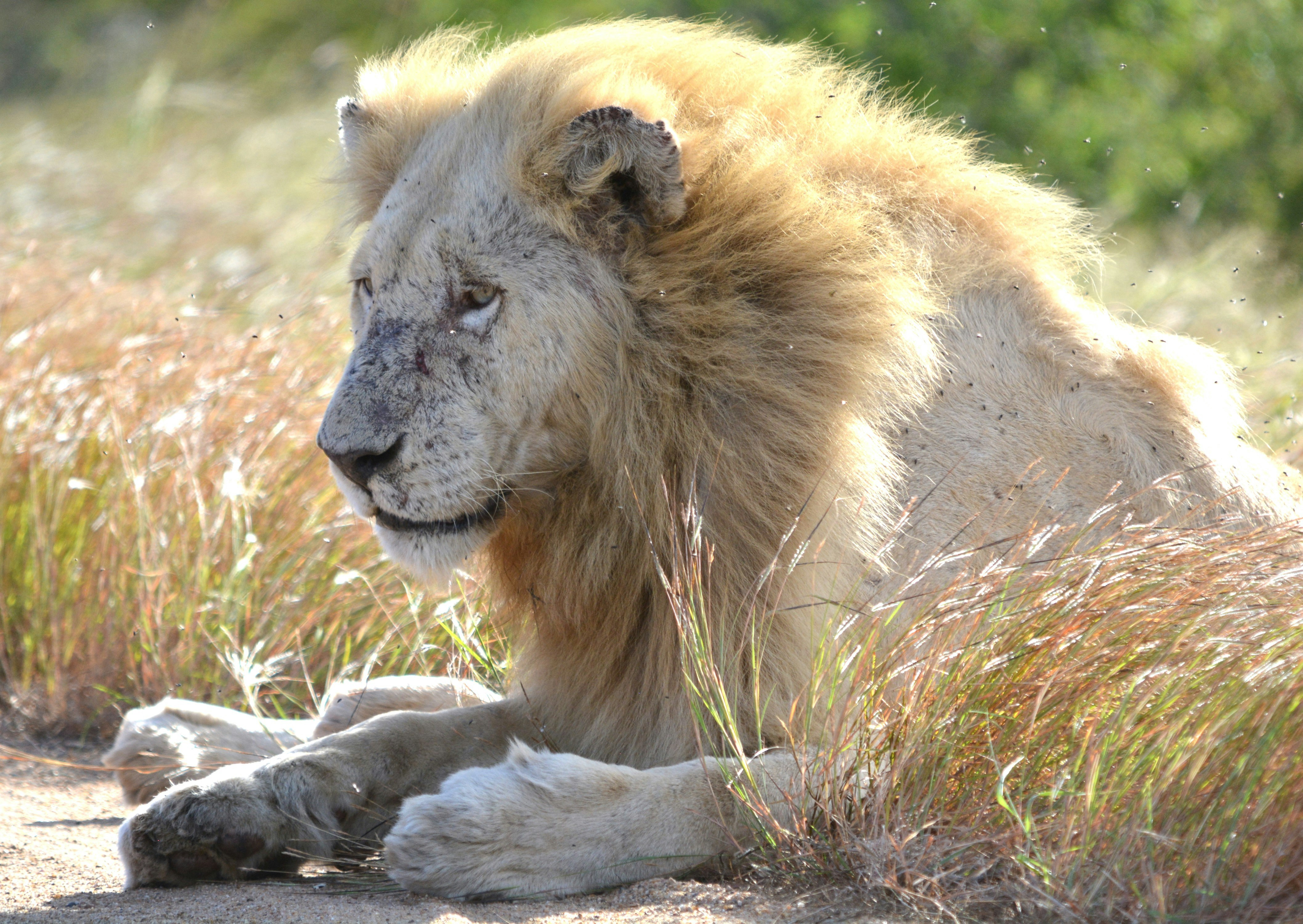 Regal Rest: A Lions’ Quiet Vigil in Golden Grass