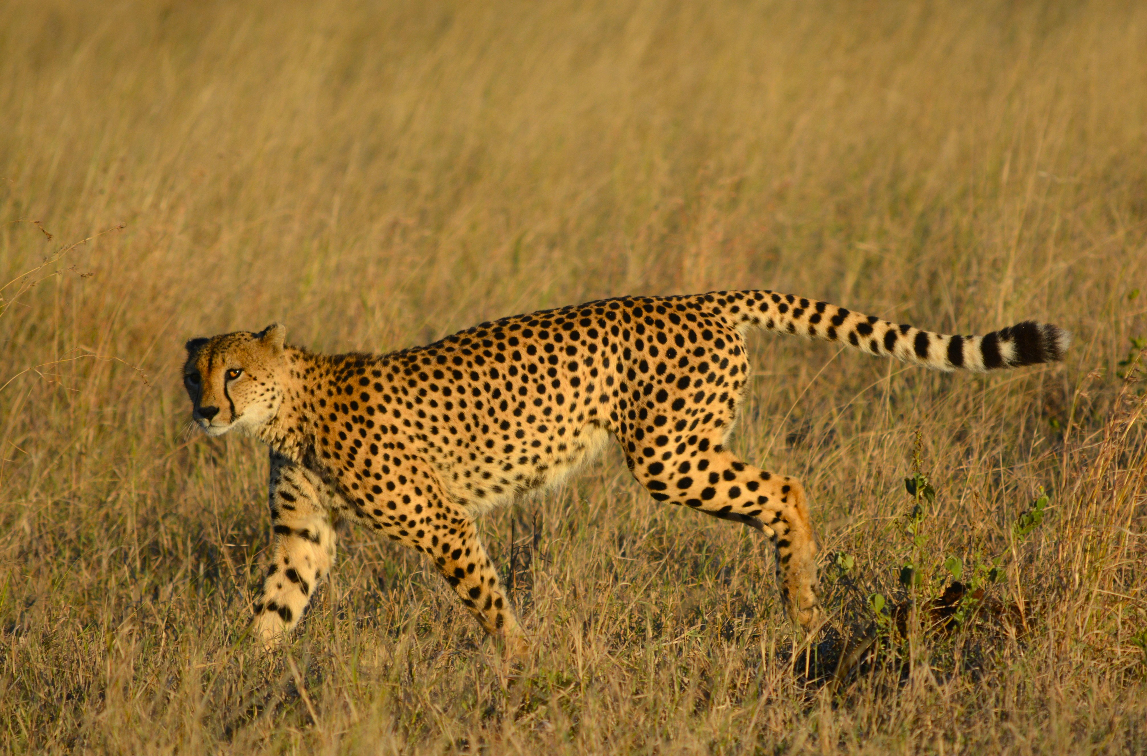 Cheetah in Golden Grassland: A Silent Sprint Across the Plains