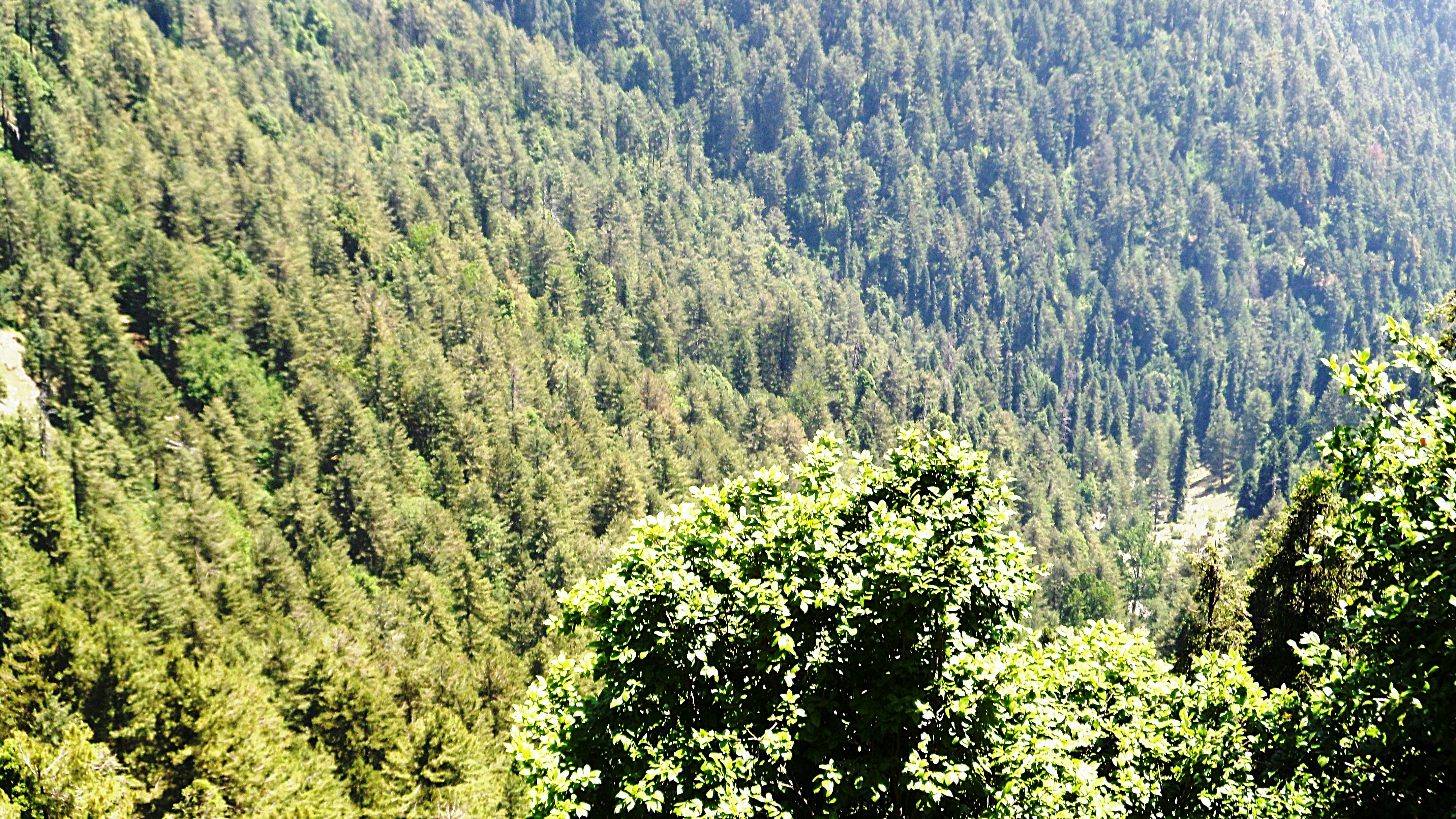Lost in the layers of endless green. Every tree tells a story, a silent symphony of nature's artistry. So much beauty in one frame. 🌳✨