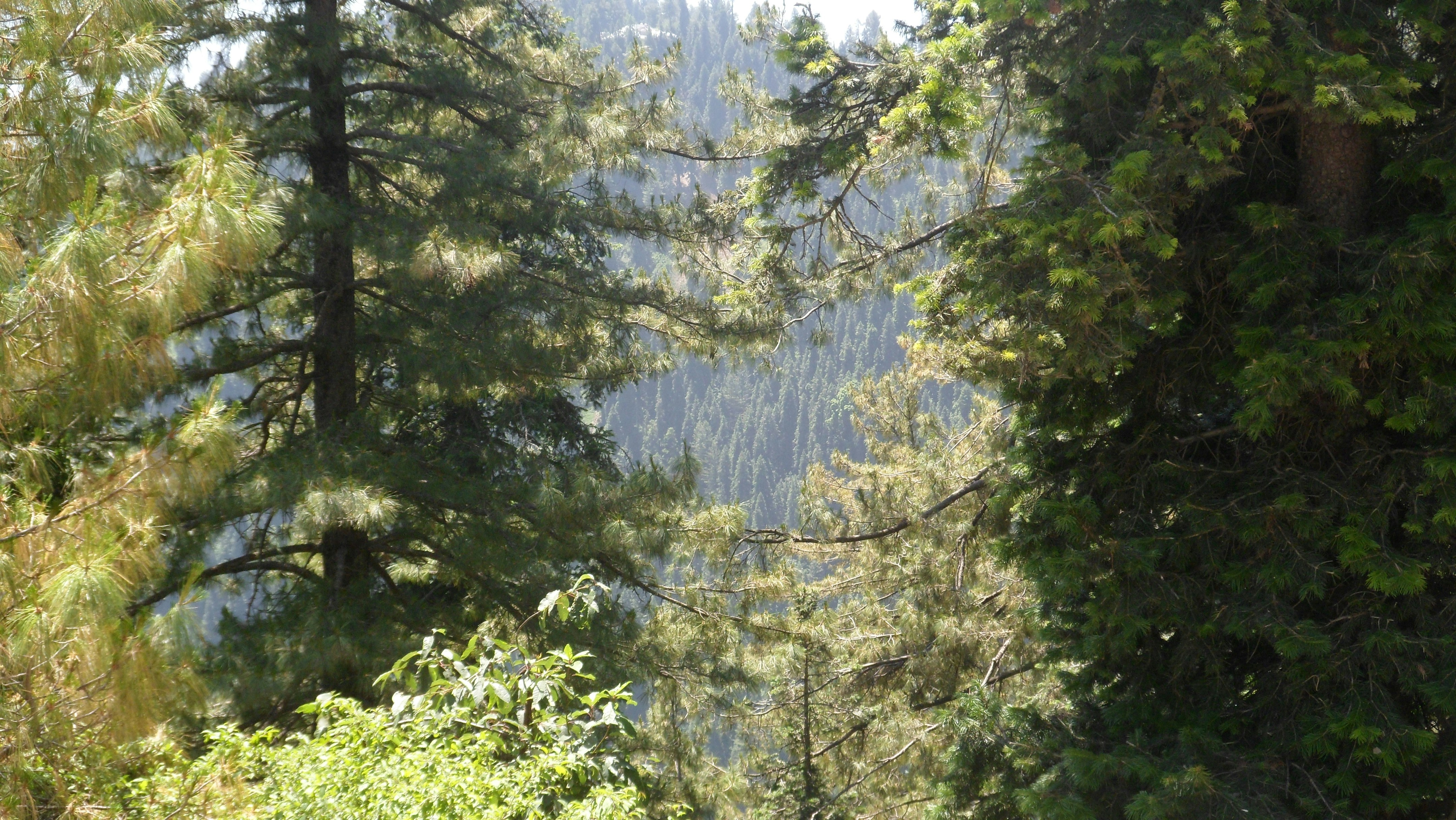 A tranquil escape into the heart of the wild. The gentle rhythm of the trees breathes peace into the soul. Find your calm here. 🧘‍♀️🌲